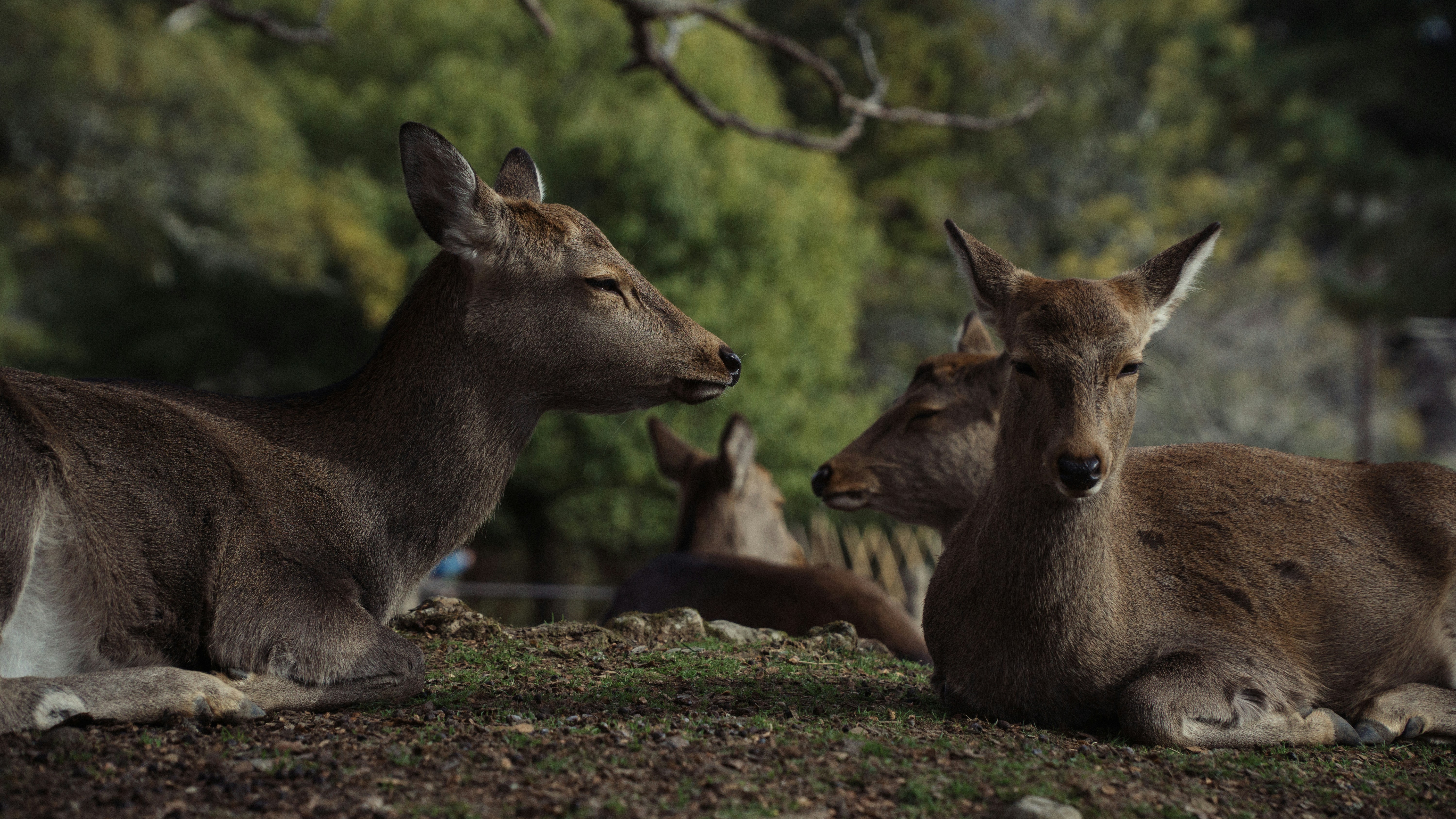 A group of deer resting peacefully on the ground, surrounded by lush greenery. The scene captures a tranquil moment in a natural setting.