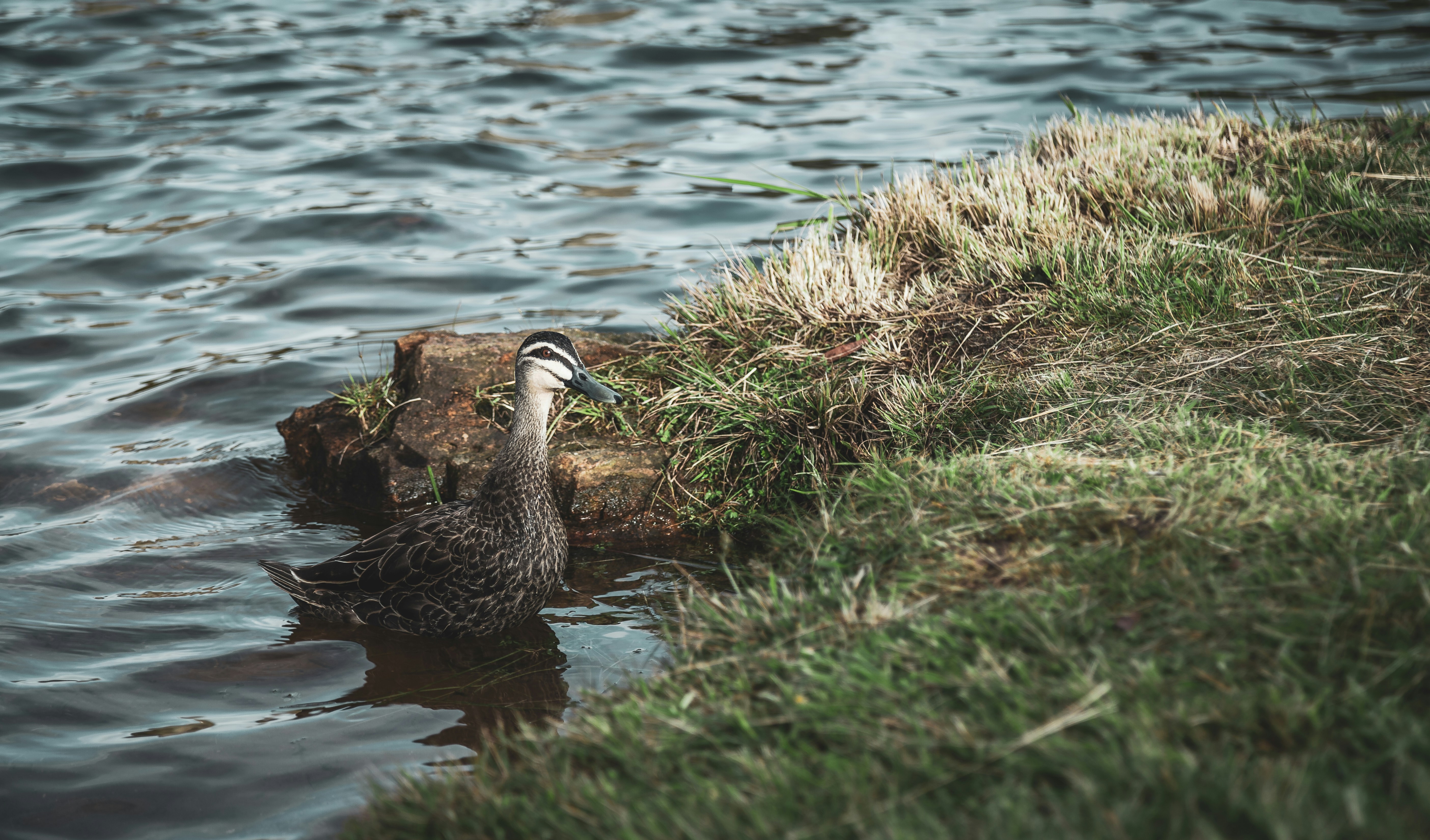 A duck stands at the water's edge, surrounded by lush grass and gentle ripples, embodying a moment of tranquility in nature.