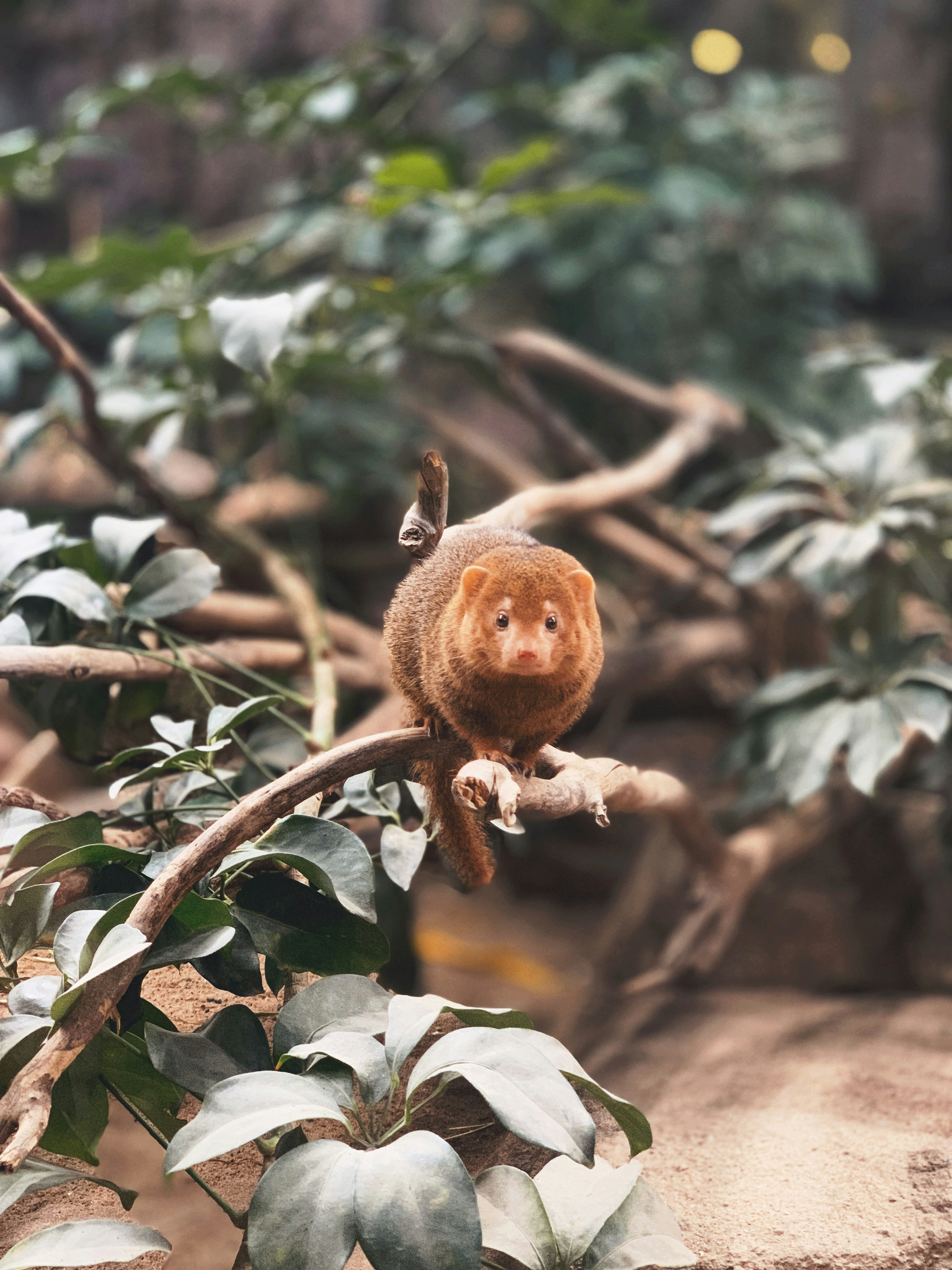 Dwarf mongooses run very fast, so taking a shot of them is very hard. Yet, this one jumped on the branch, stayed still so I could get a good shot. | brown monkey on tree branch