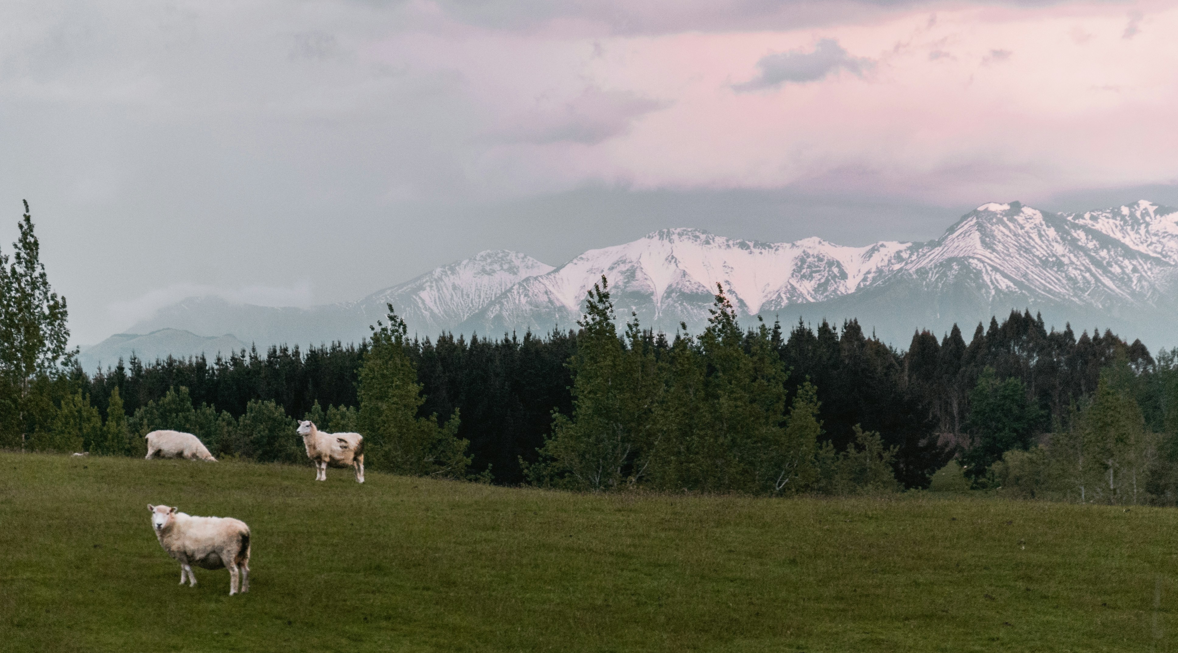 Pastoral Serenity Beneath Snow-Capped Peaks