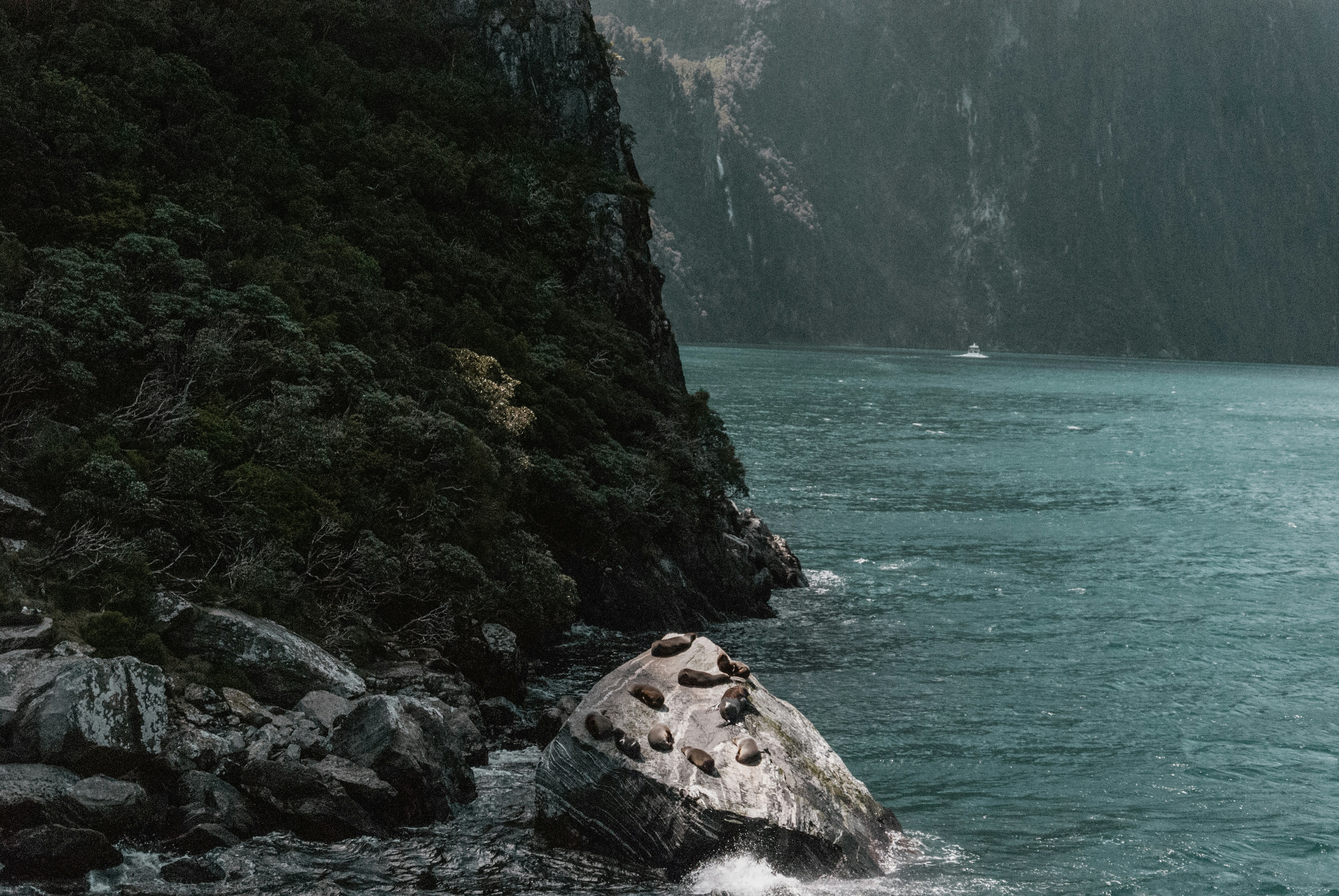 Seals basking on a rock surrounded by turquoise waters and lush cliffs.