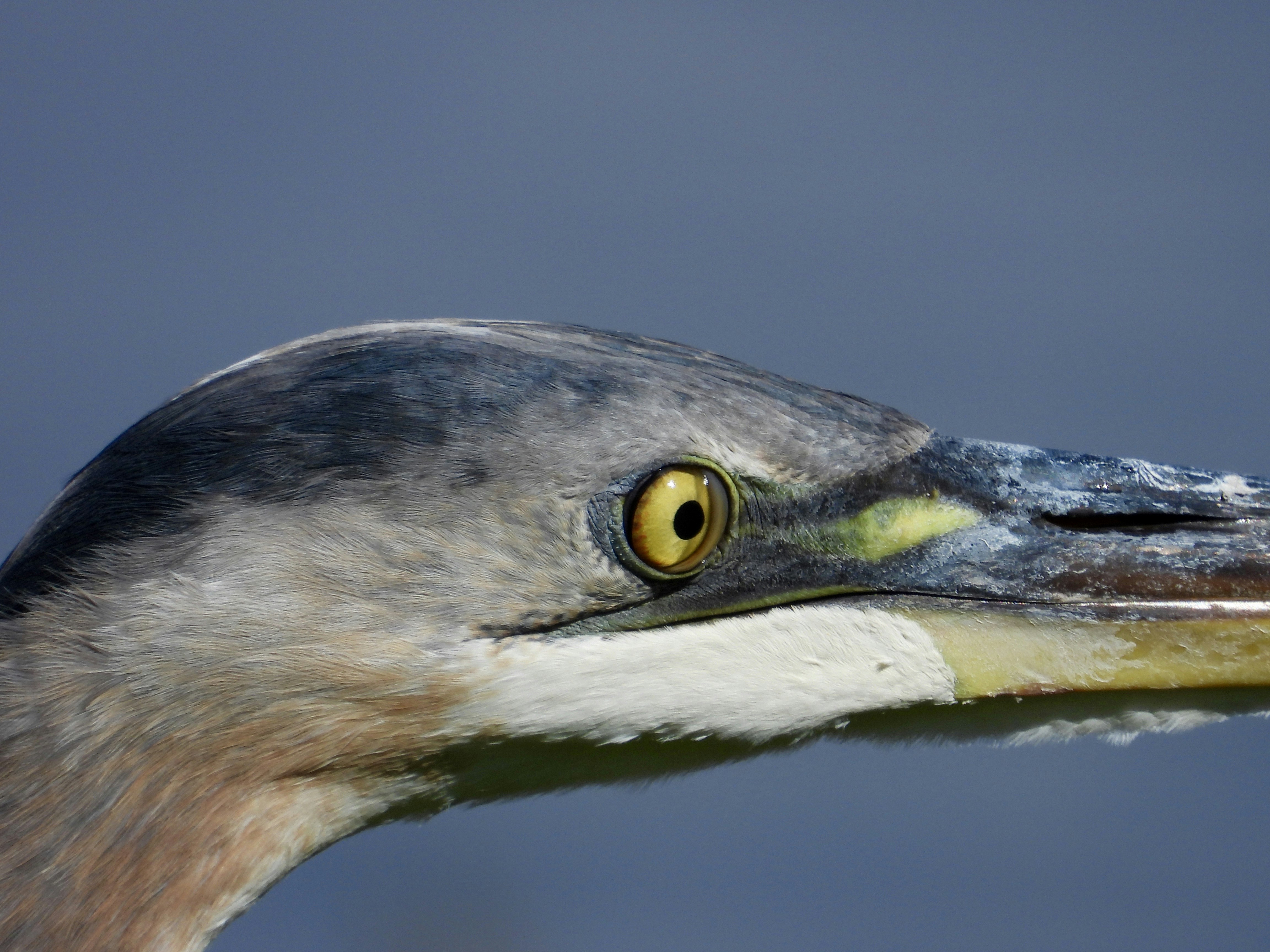 Heron headshot with sharp focus on the eye against a blurred blue background.