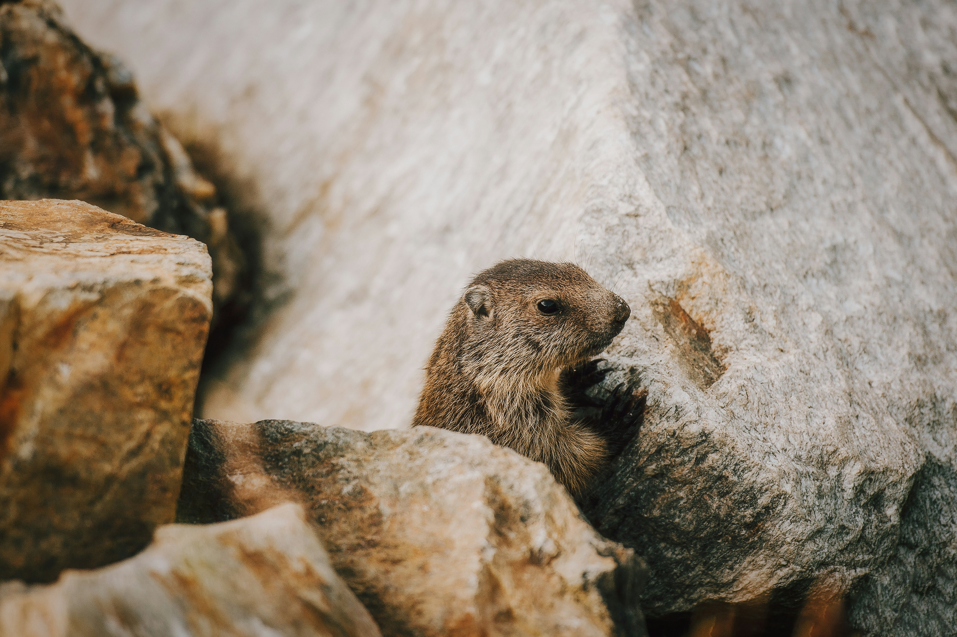 Brown land animal photo – Free Grey Image on Unsplash