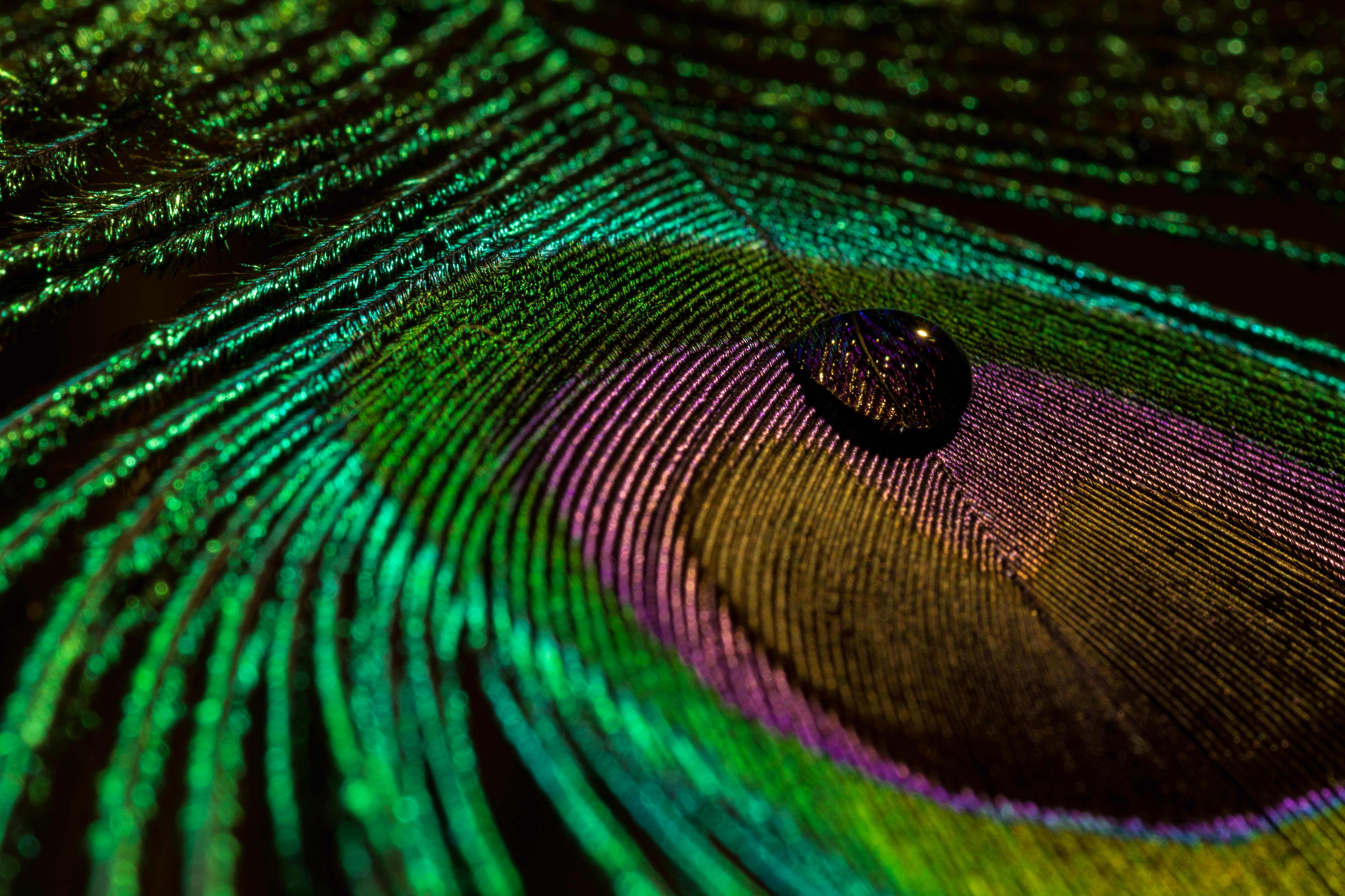 Purple Peacock Feather Background