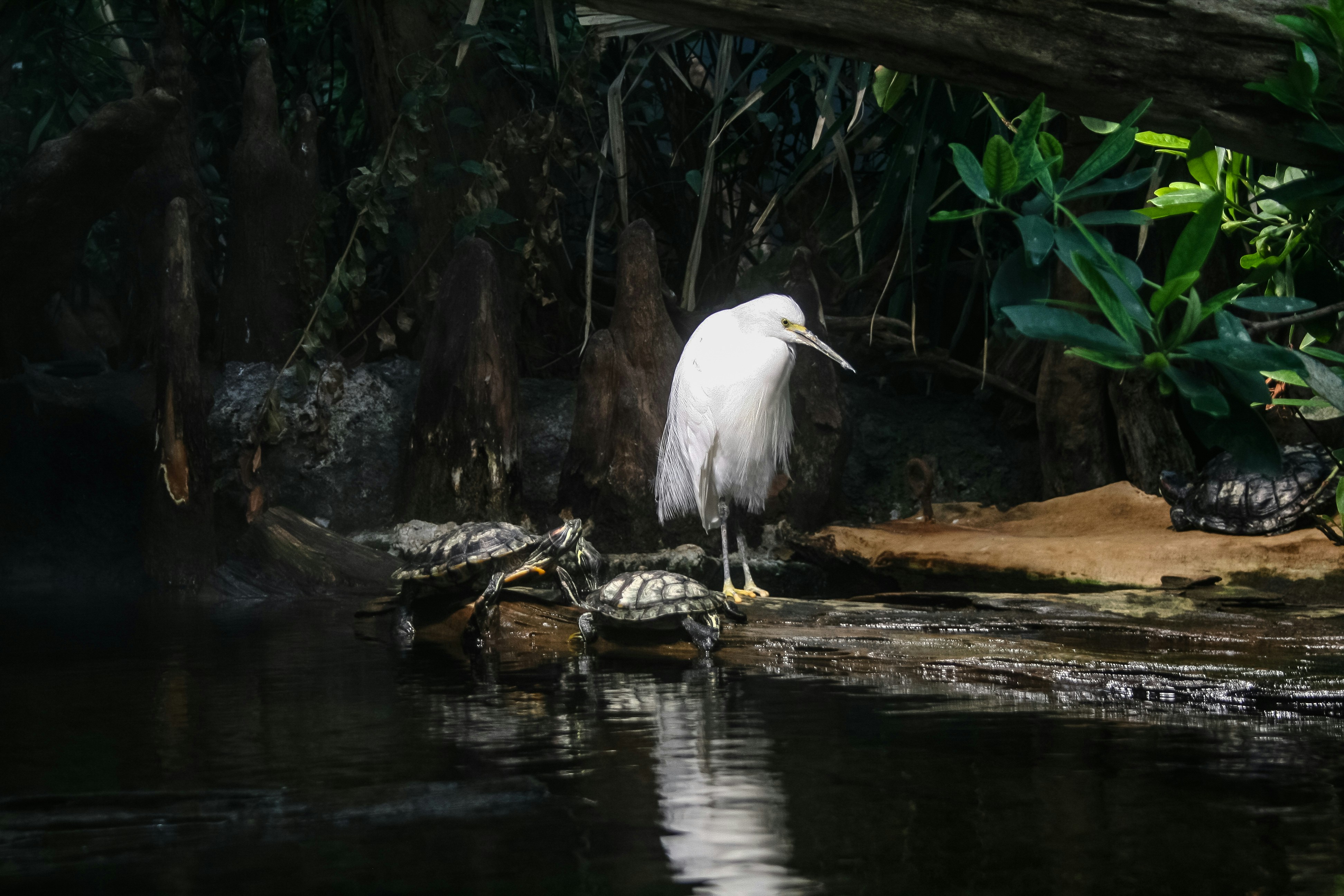 White Egret and Marsh Edge: A Quiet Refuge