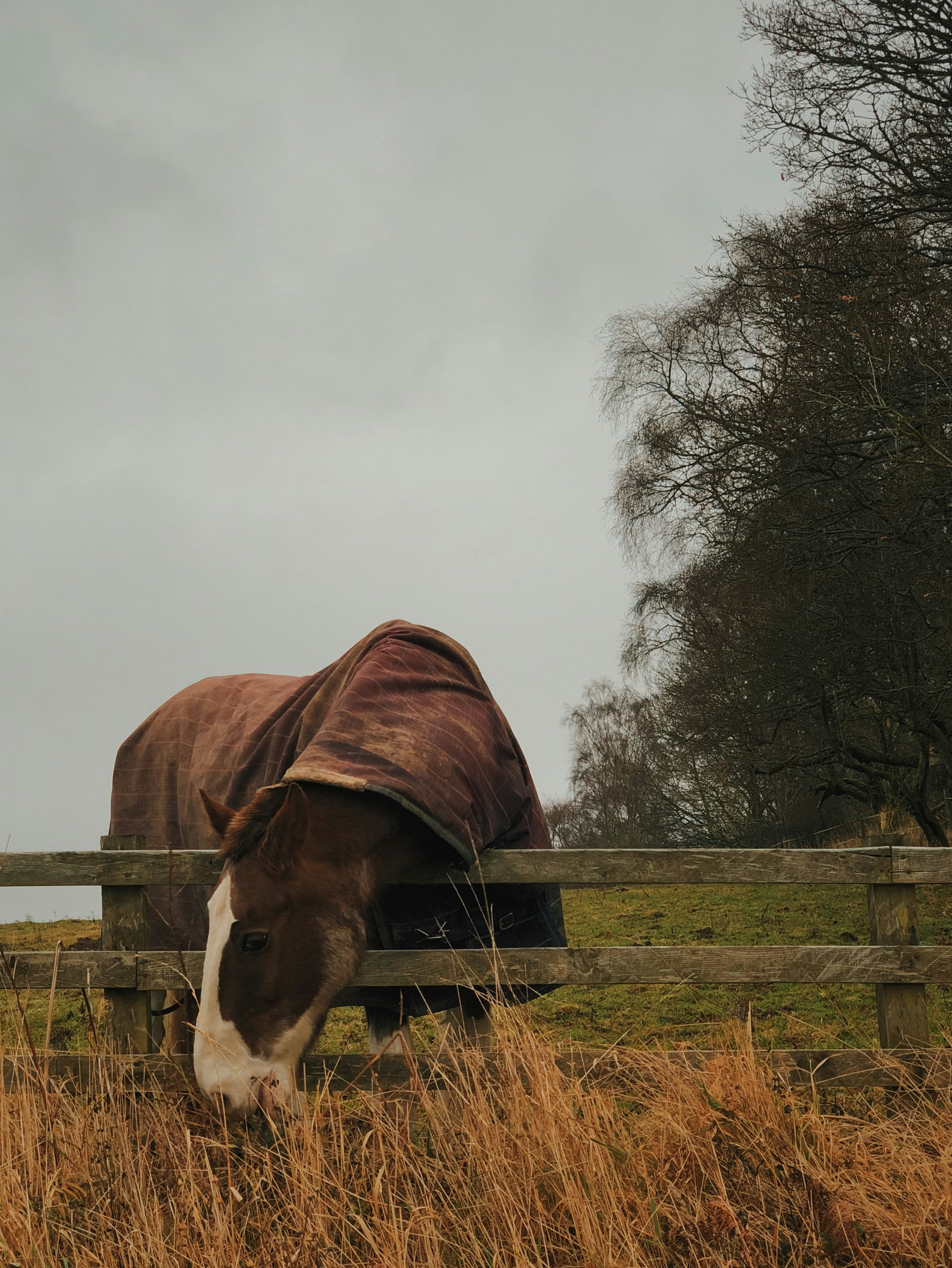 Hushed light over a wooden fence: a horse grazing in a gray autumn field