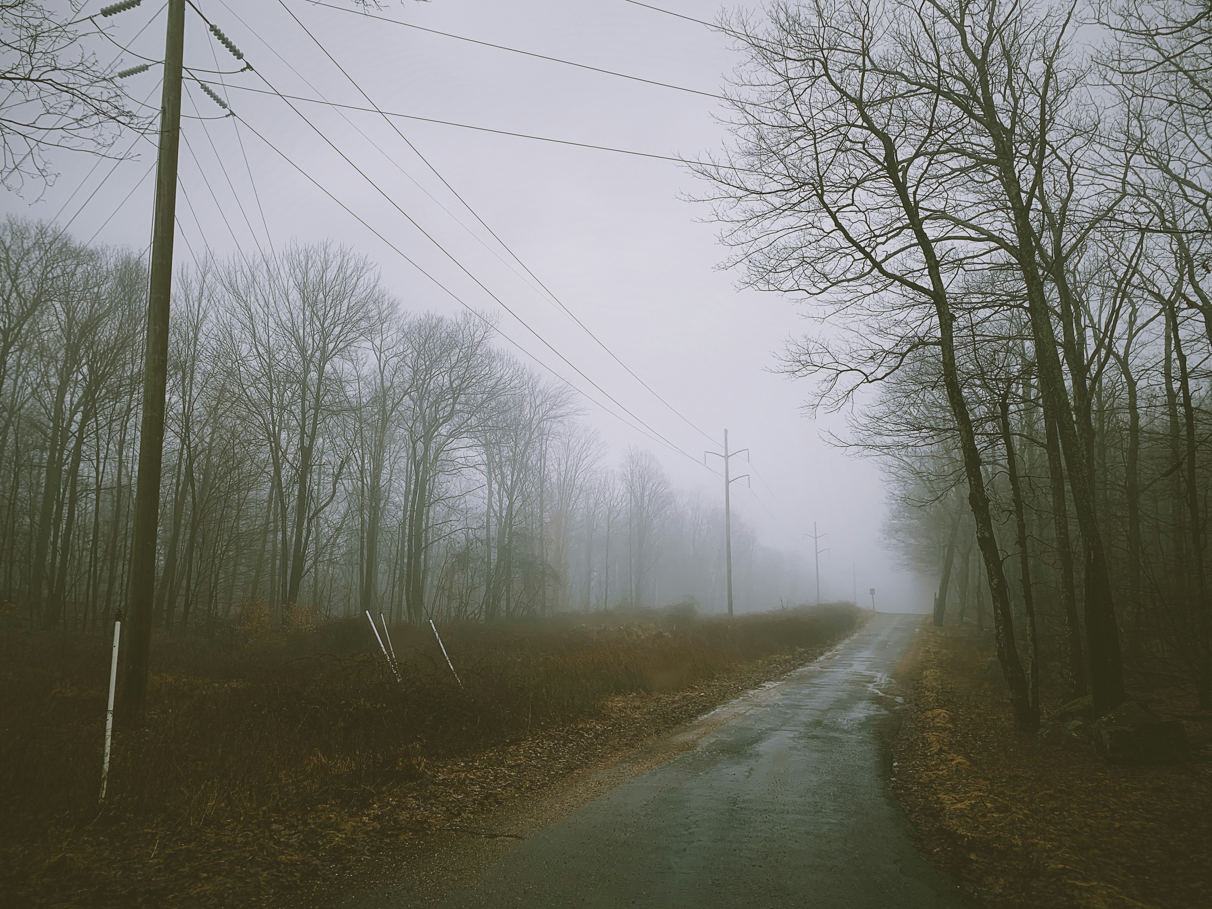 Mist-Soft Road: A Quiet Journey Through Fog-Touched Pines