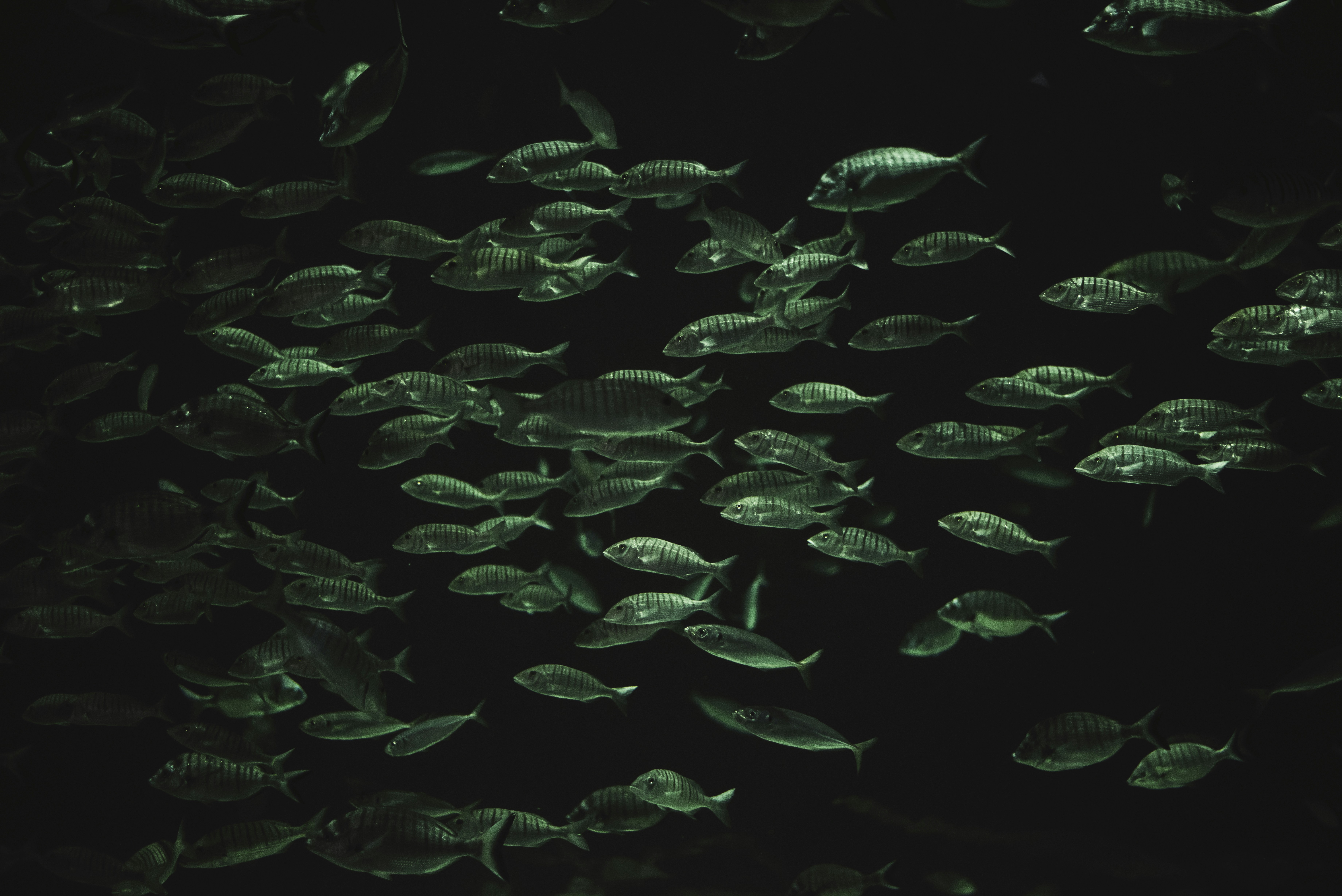 A school of fish gracefully swims through dark waters, their scales reflecting faint light. The scene captures the serene movement of aquatic life.