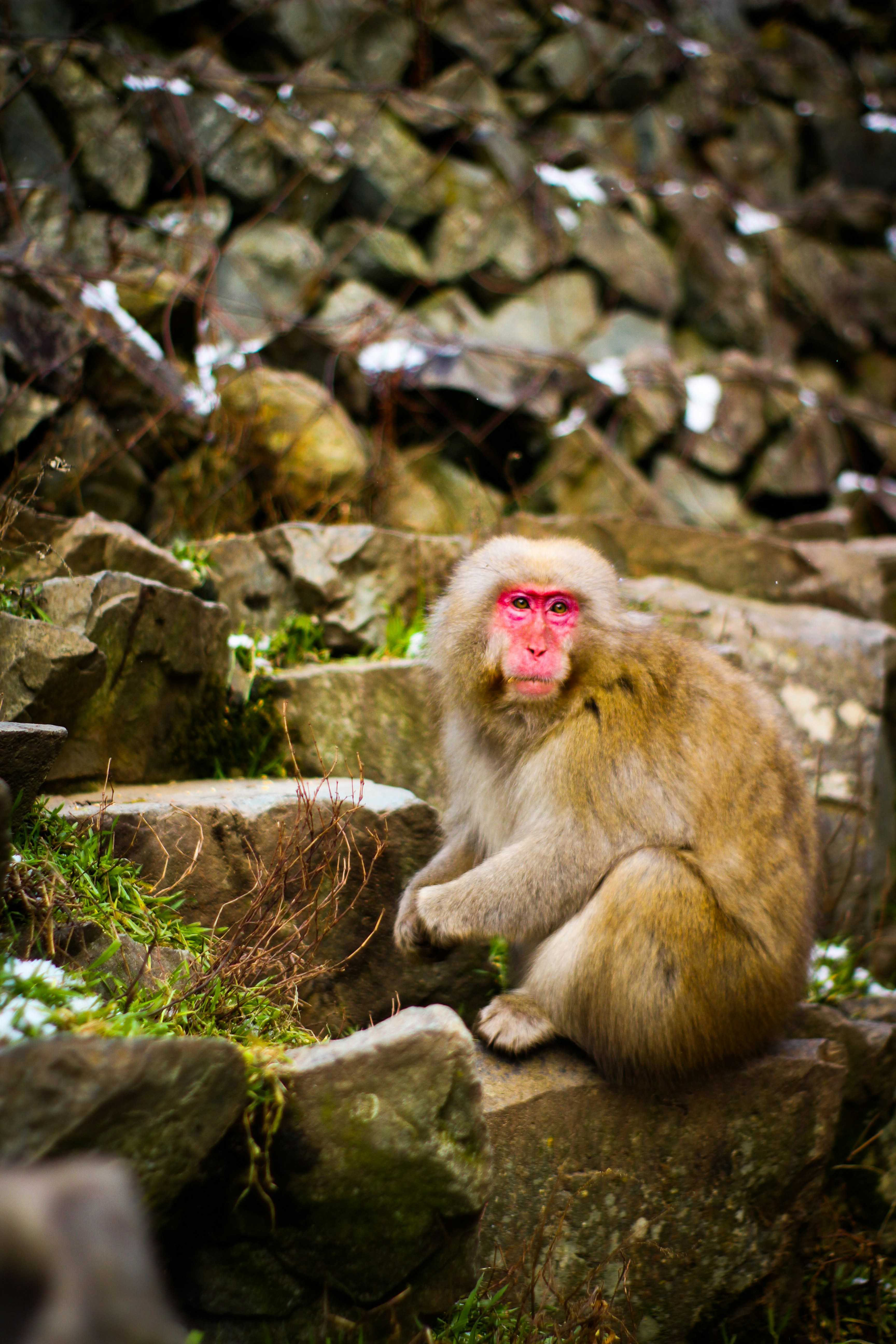 Red-faced Snow Monkey on Moss-Covered Granite Steps