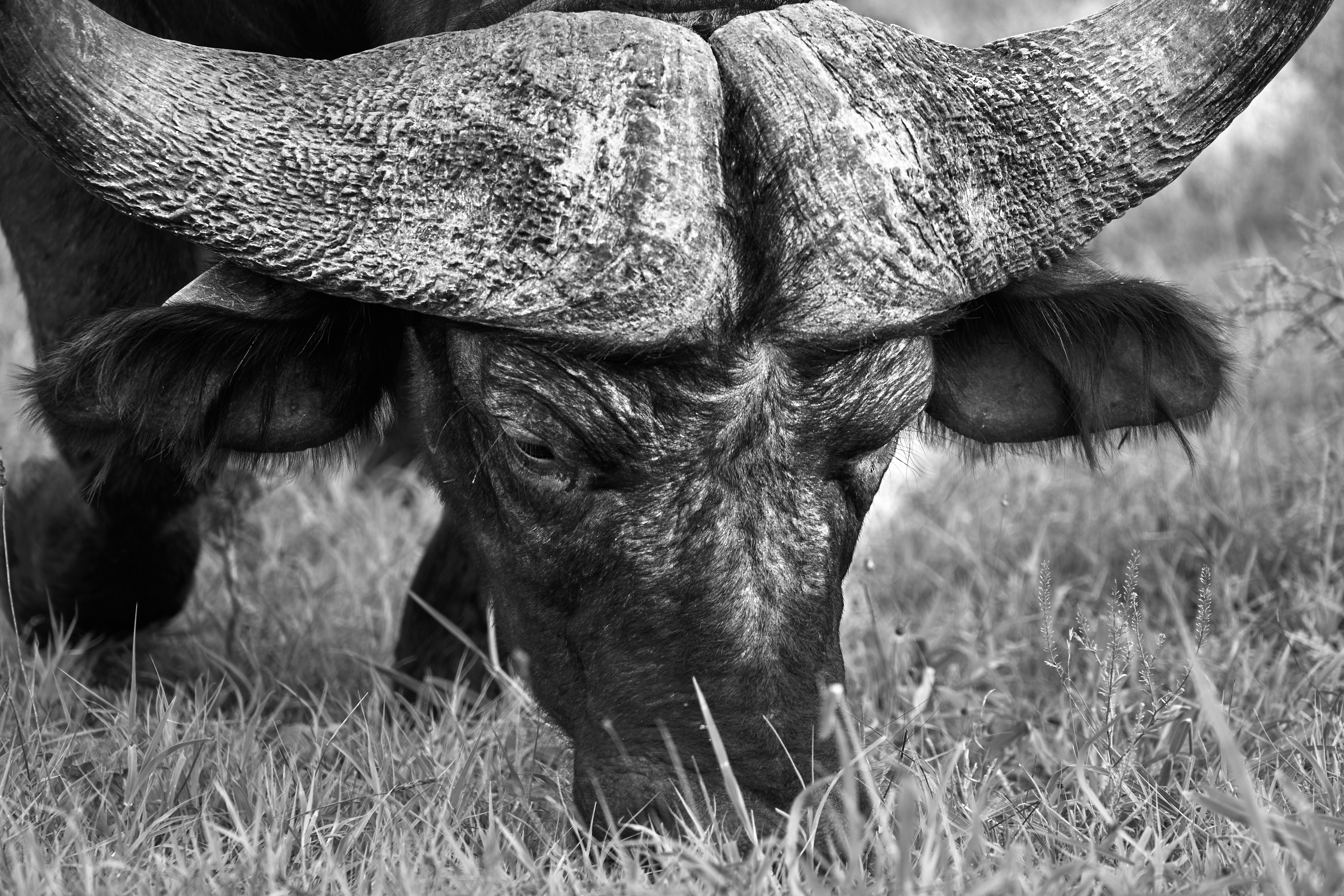 Iron Horns in Quiet Grass: A Close-Up Buffalo in Monochrome