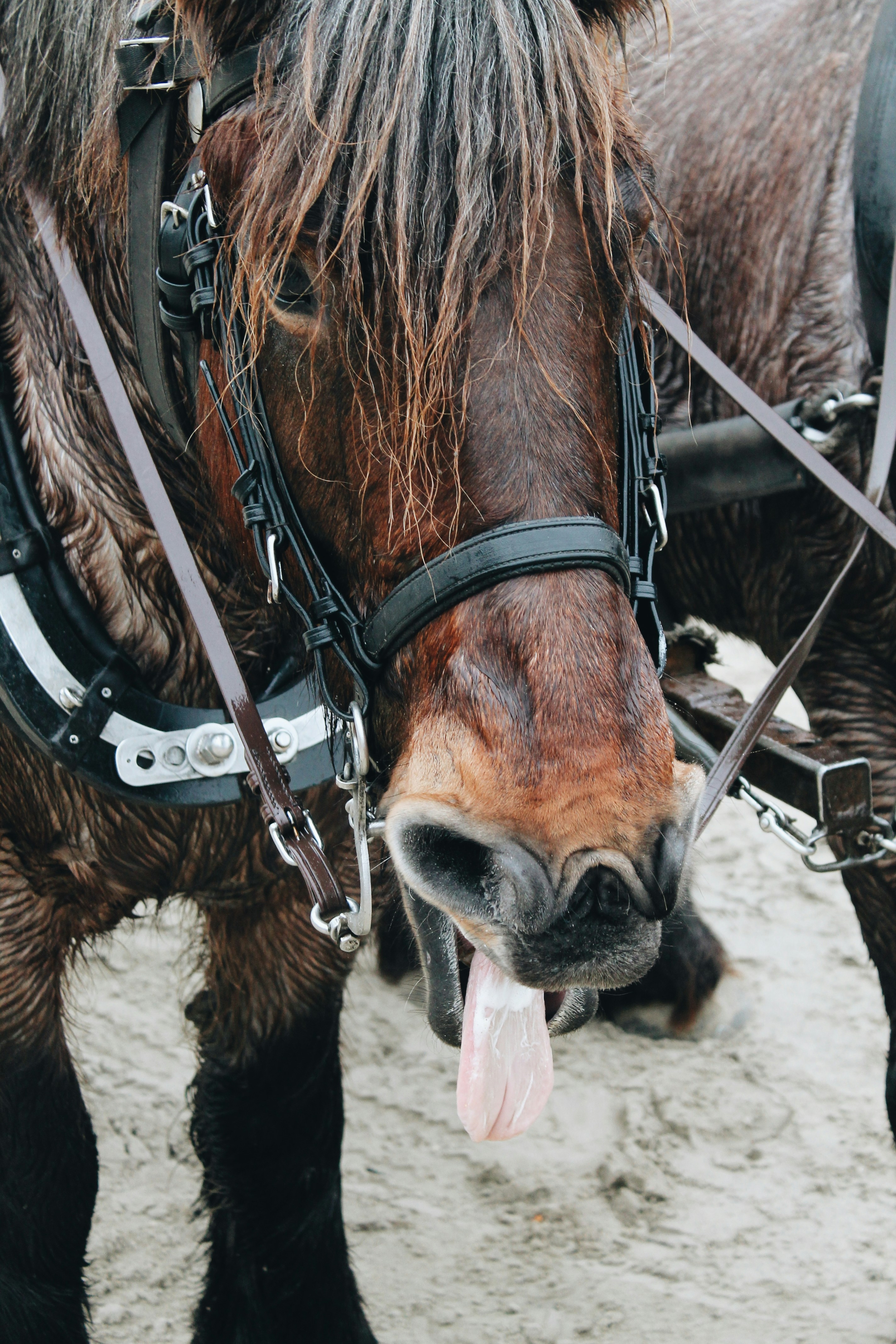 Muzzle Moment: A Close-Up of Bridle Straps and a Horse's Tongue