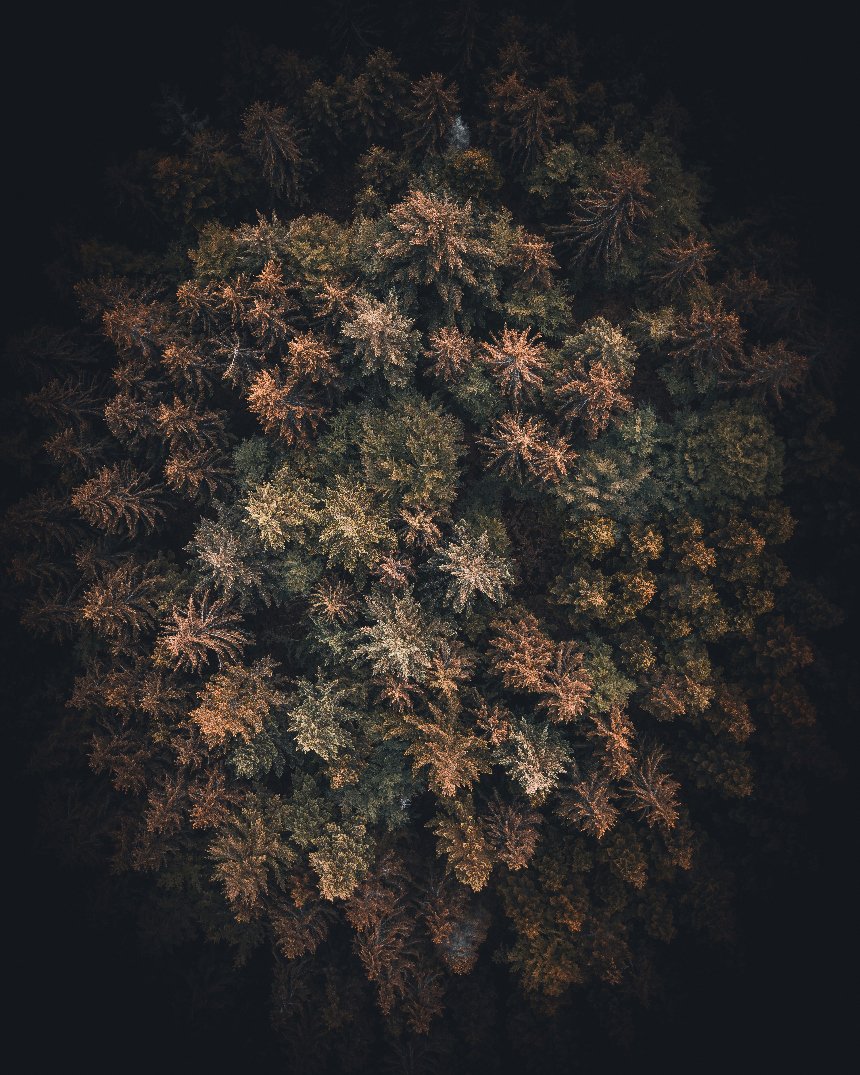 bird's eye view of trees photo – Free Nature Image on Unsplash
