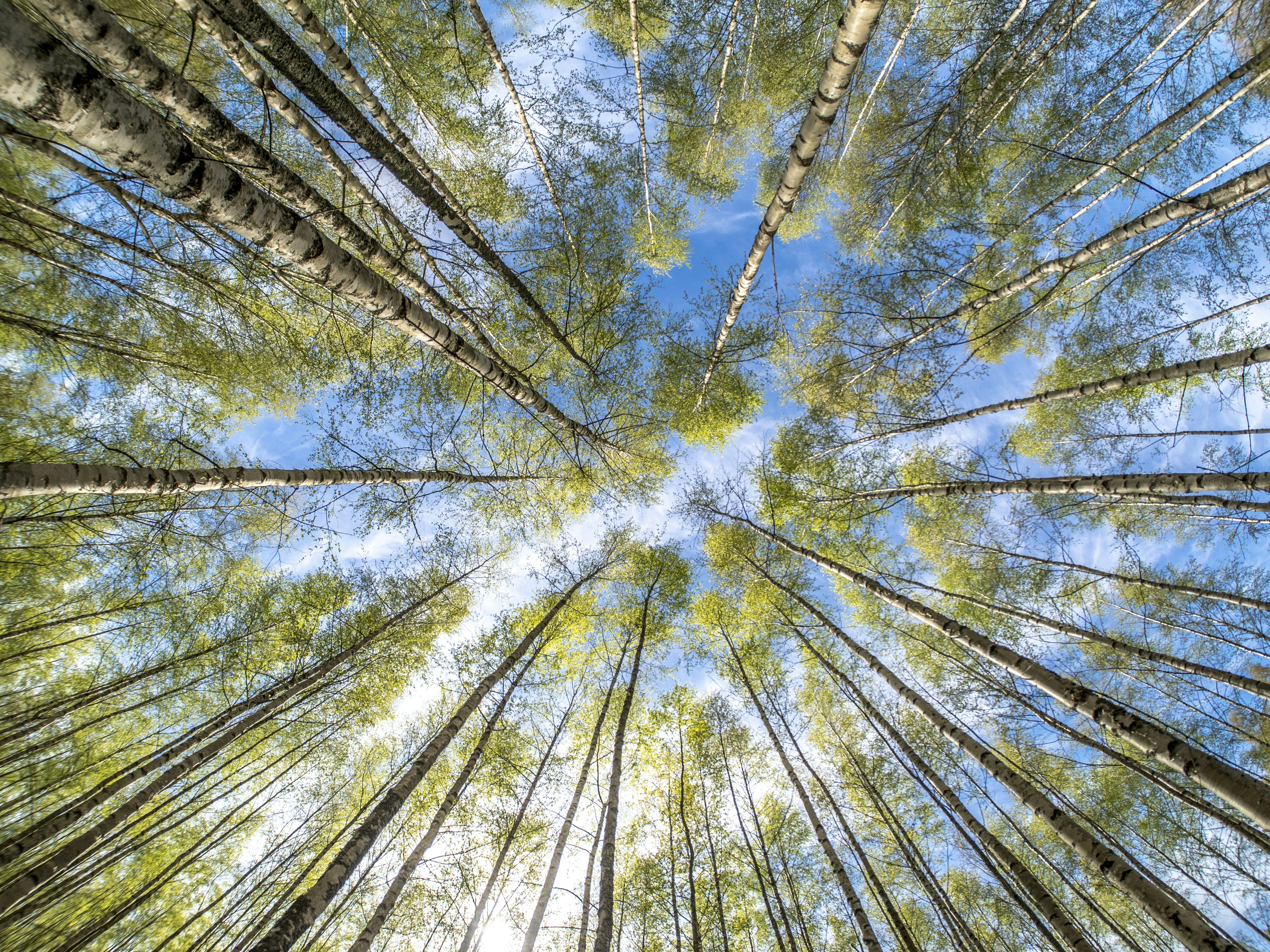Worms eye view photography of green-leafed trees photo – Free Birches ...