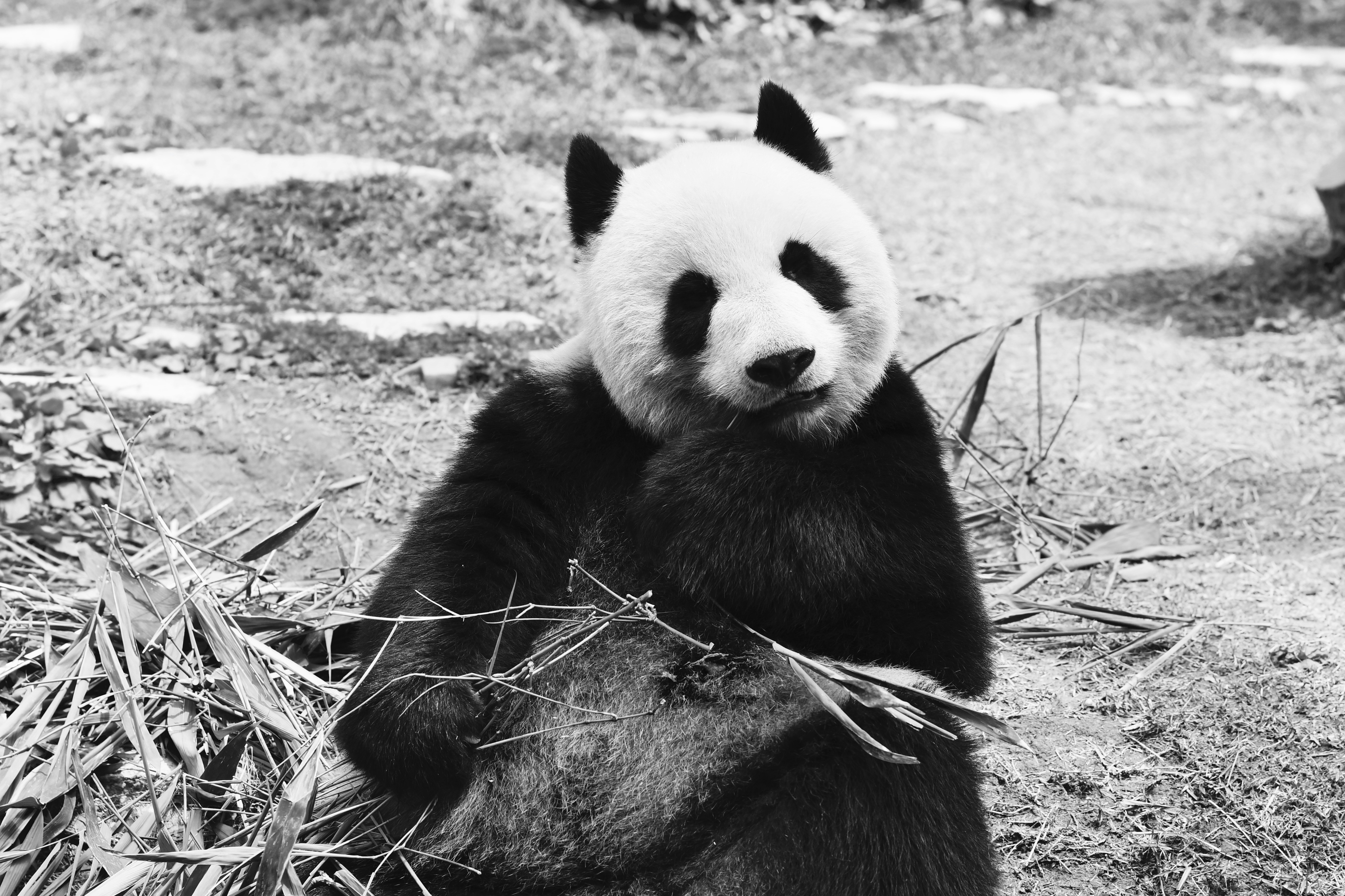 Grayscale photography of panda photo – Free Black Image on Unsplash