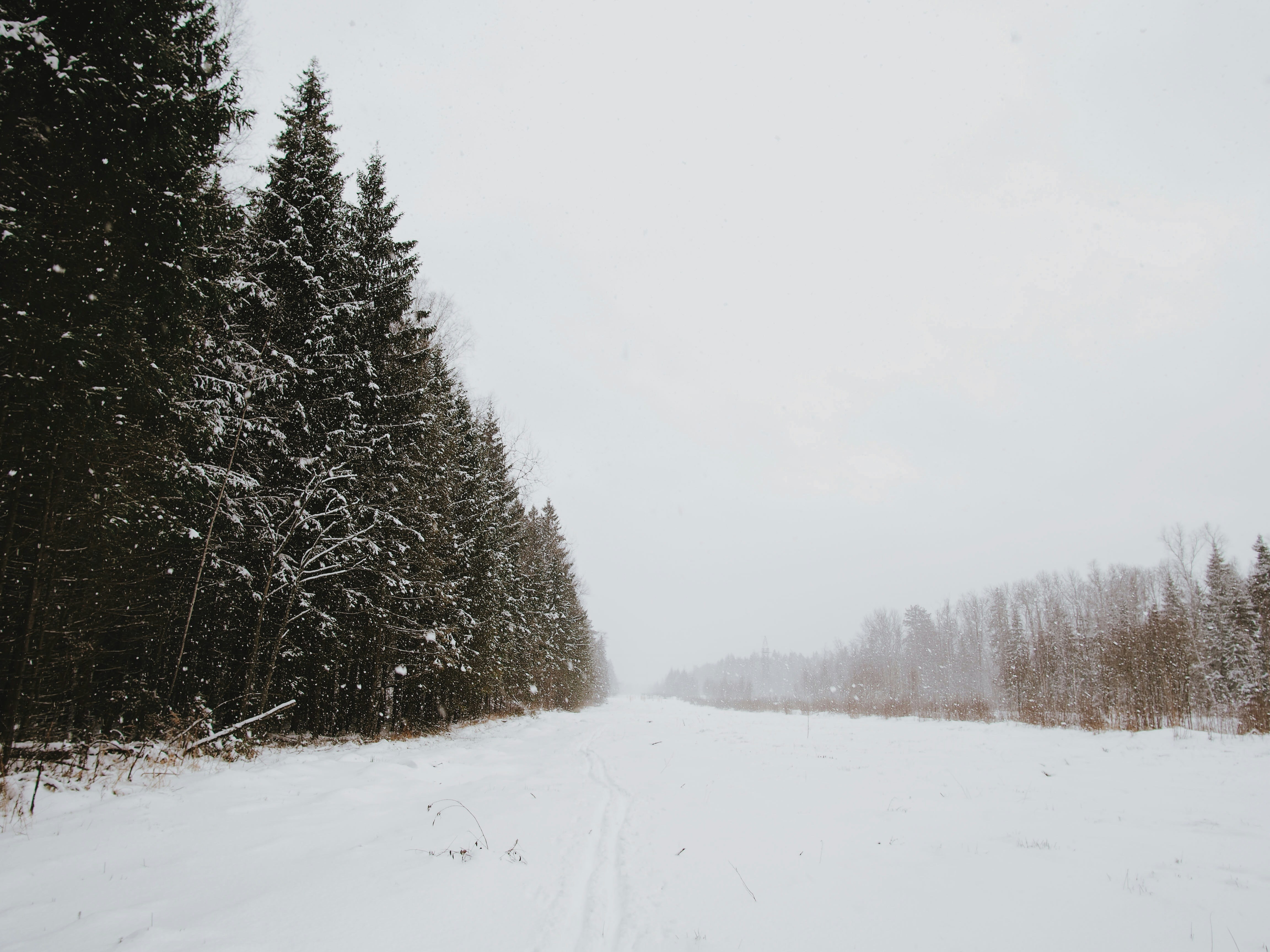 Green pine trees and snowfield photo – Free Forest Image on Unsplash