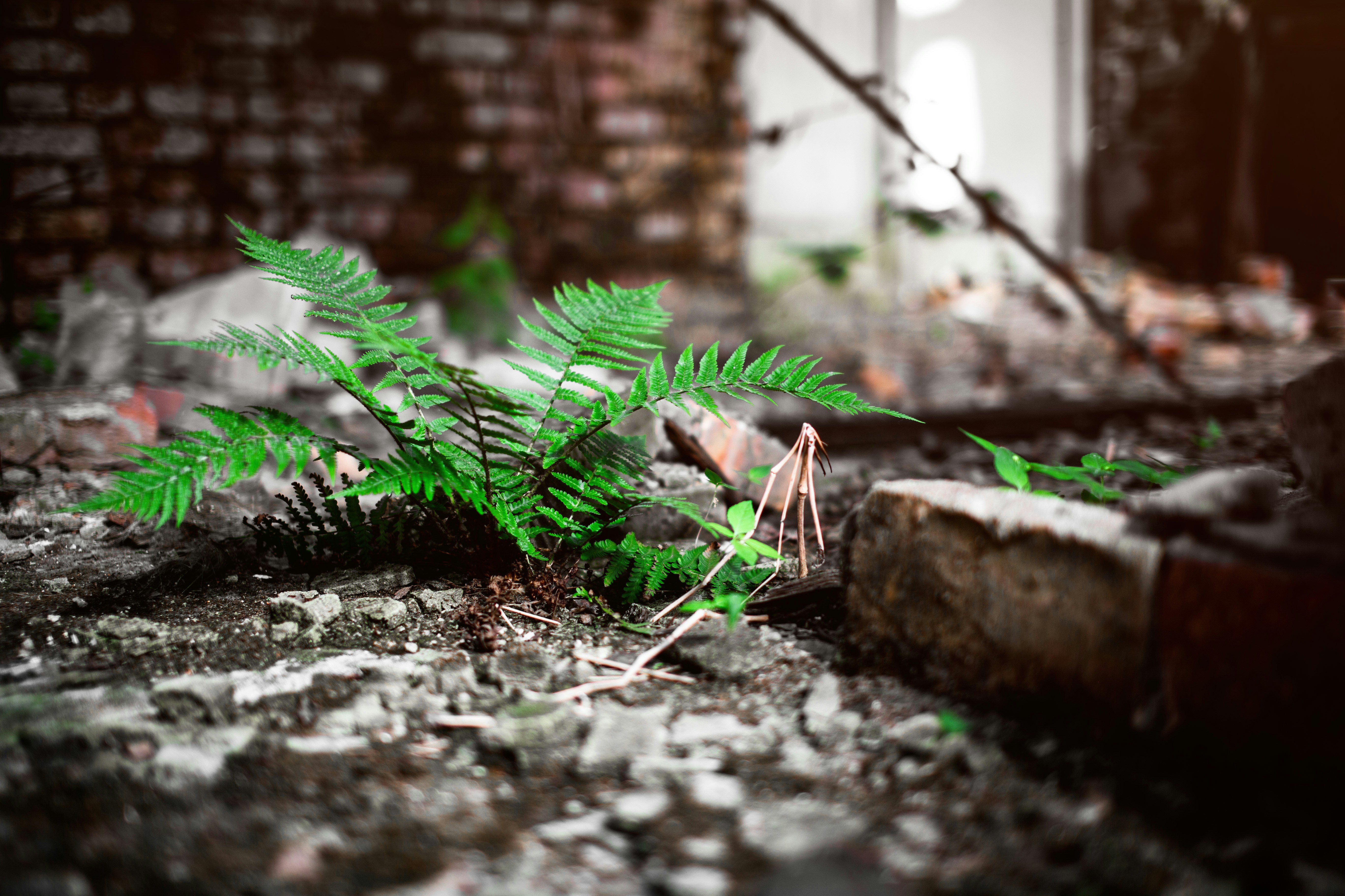 Emerald Fern in a Crumbling Yard: Life Quietly Reclaims the Rubble