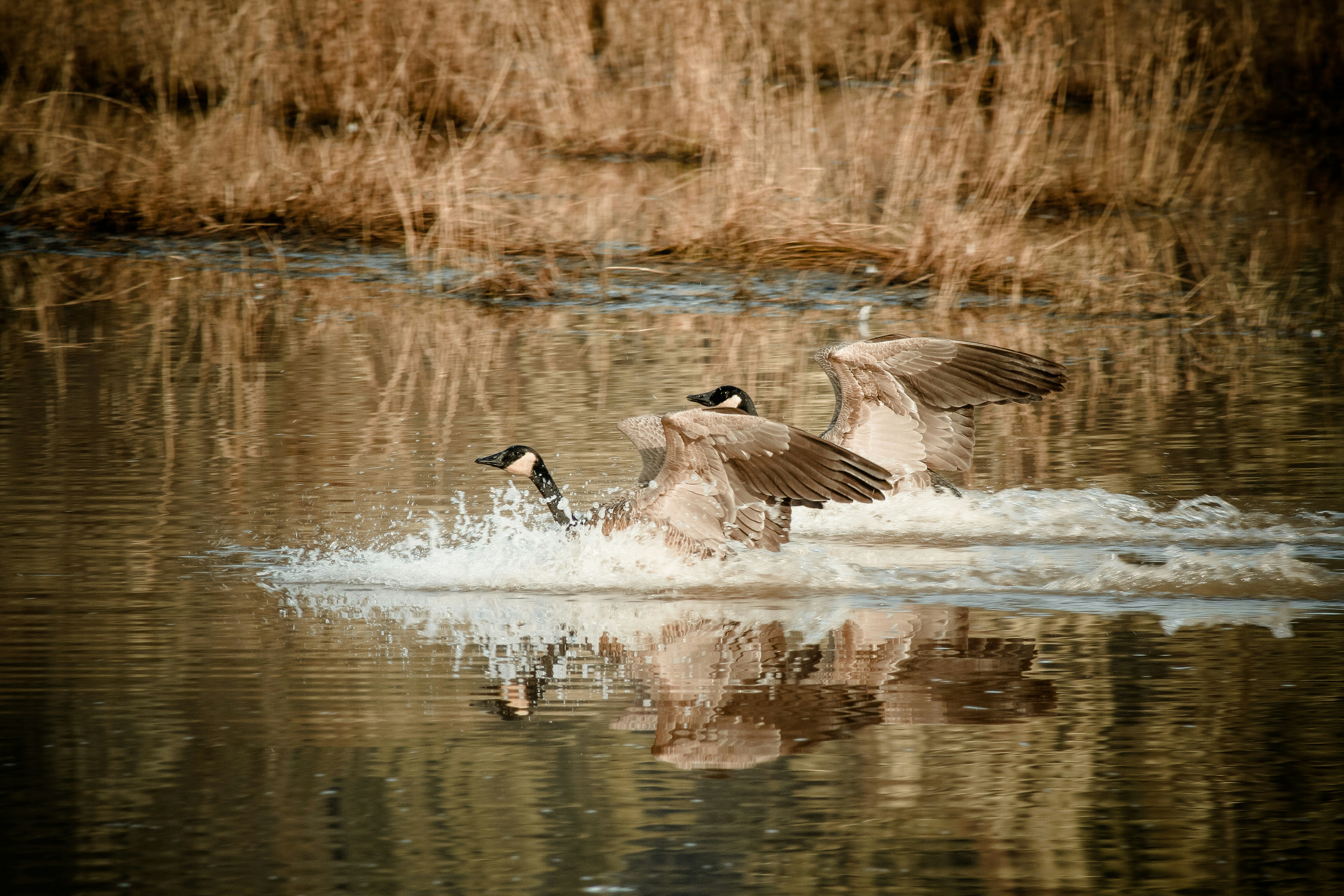 Dawn Takeoff Over a Glassy Marsh: Twin Geese in Flight