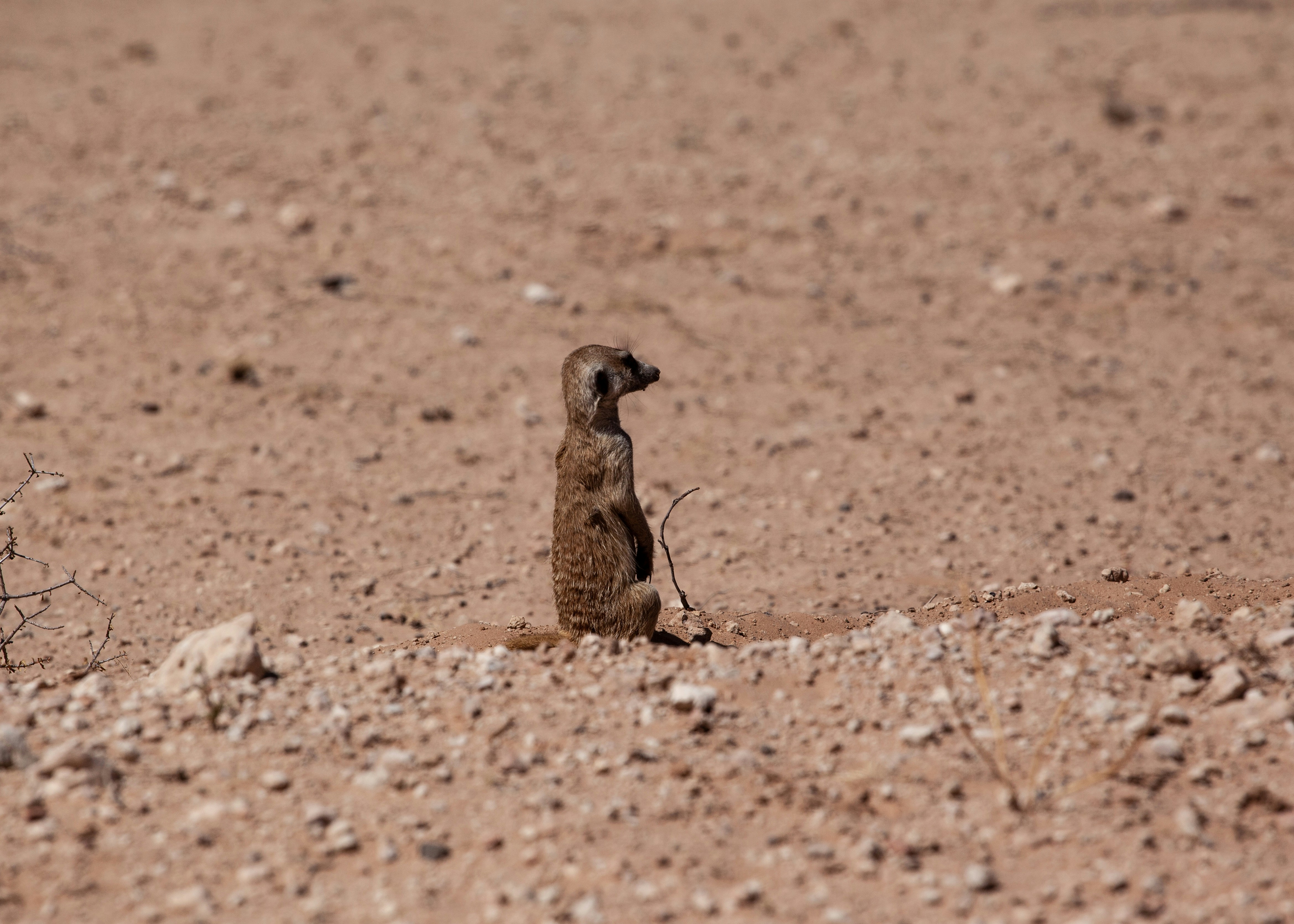Desert Sentinel: A Tiny Wanderer Stands Against Sun-Baked Gravel