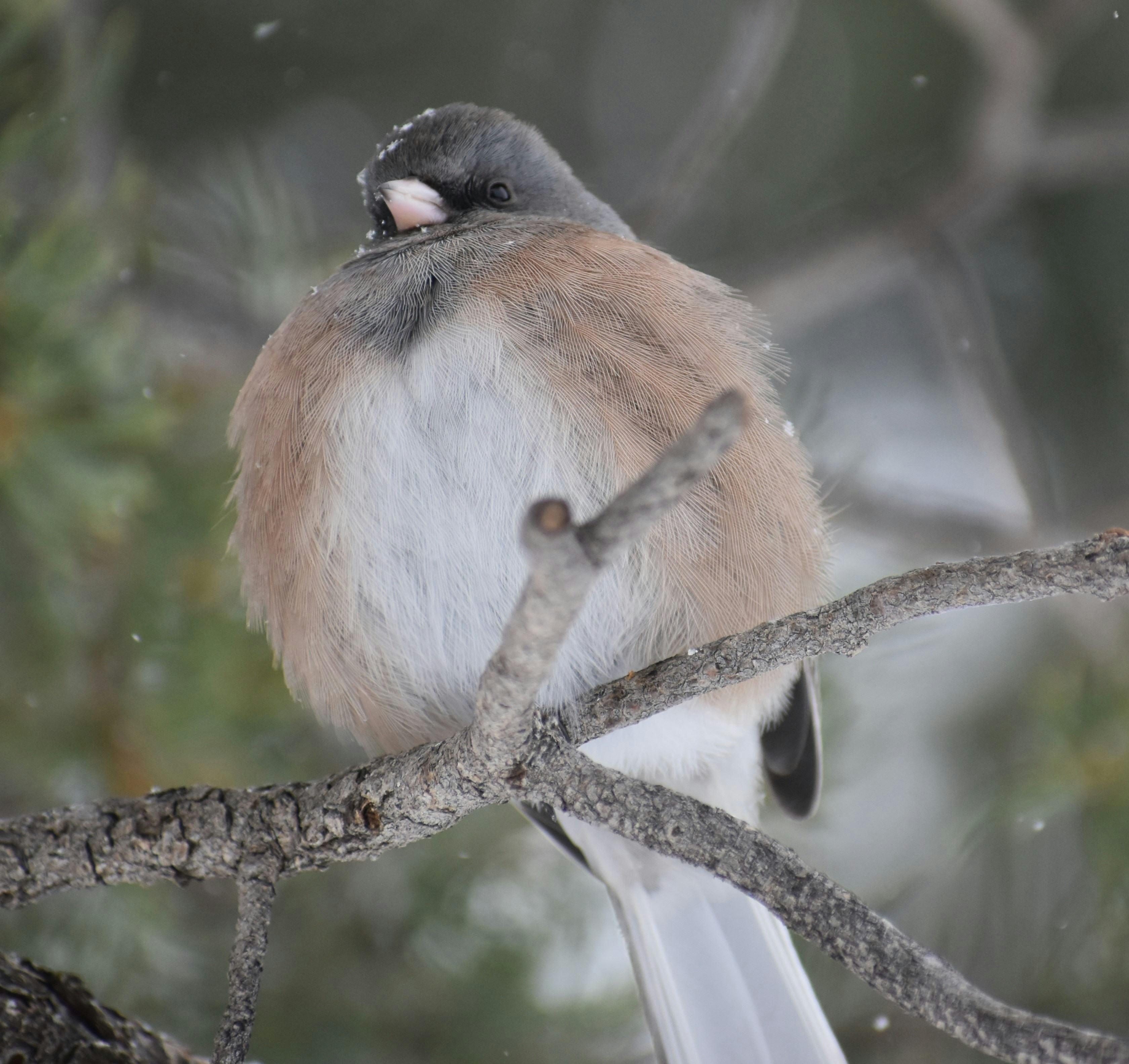 Snowbound Bullfinch Perched on a Frost-Kissed Branch