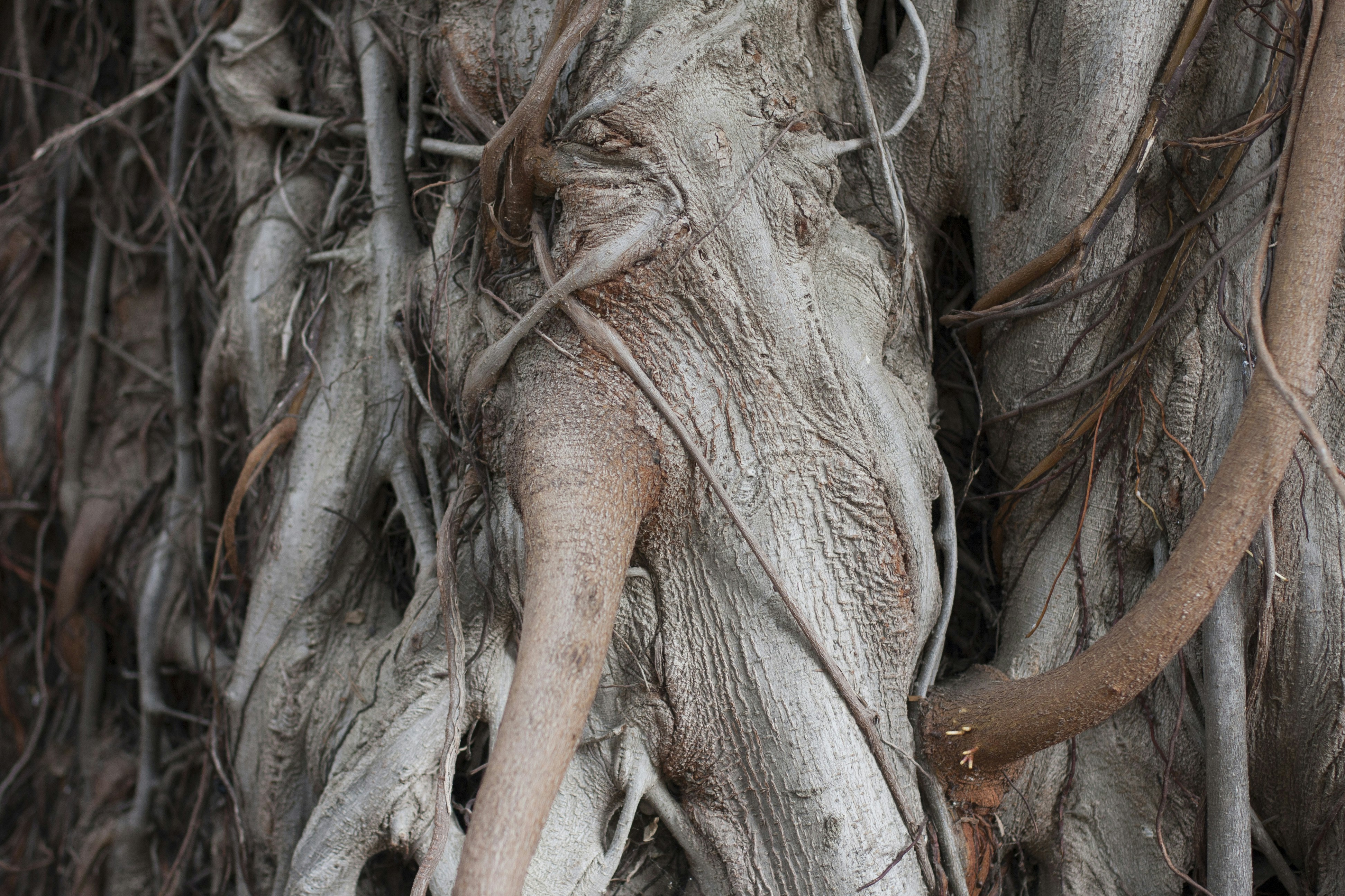 Intricate textures of a tree's roots intertwined with vines, showcasing nature's artistry.
