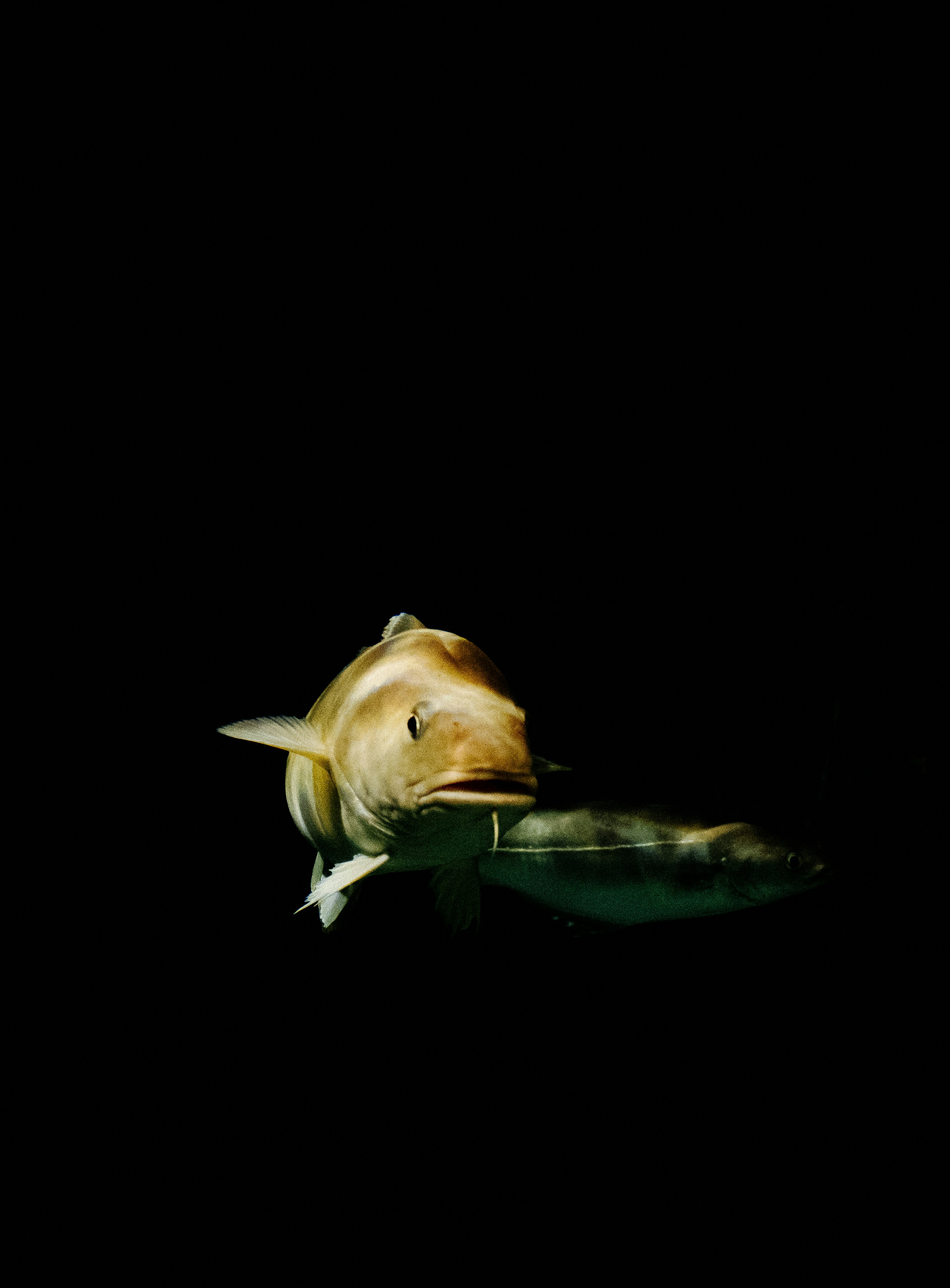 A fish glides gracefully through dark waters, its features illuminated against the black backdrop. The image captures the serene beauty of underwater life.