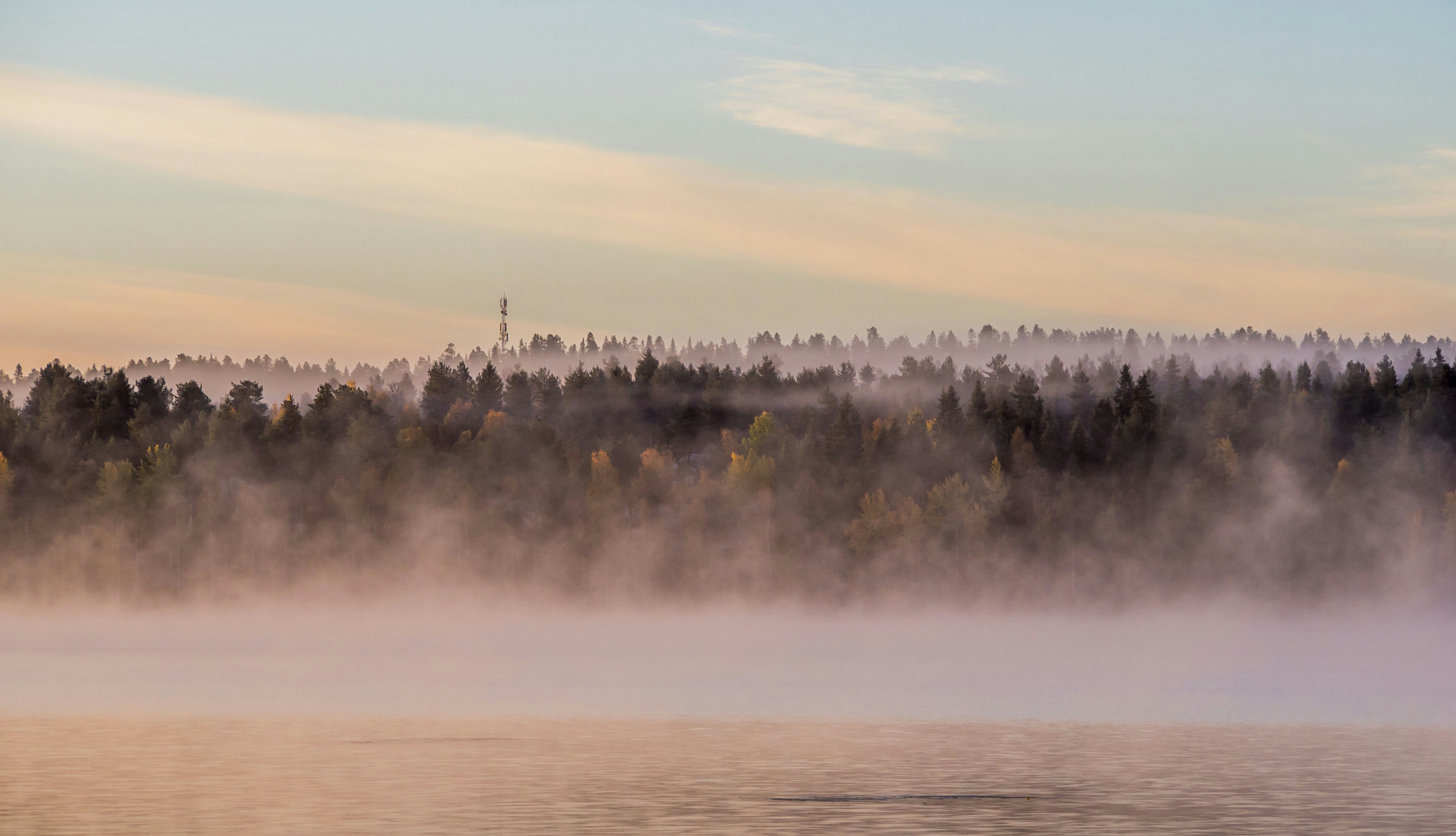 Fog drifts over a tranquil forest at sunrise, with soft pastel hues in the sky.