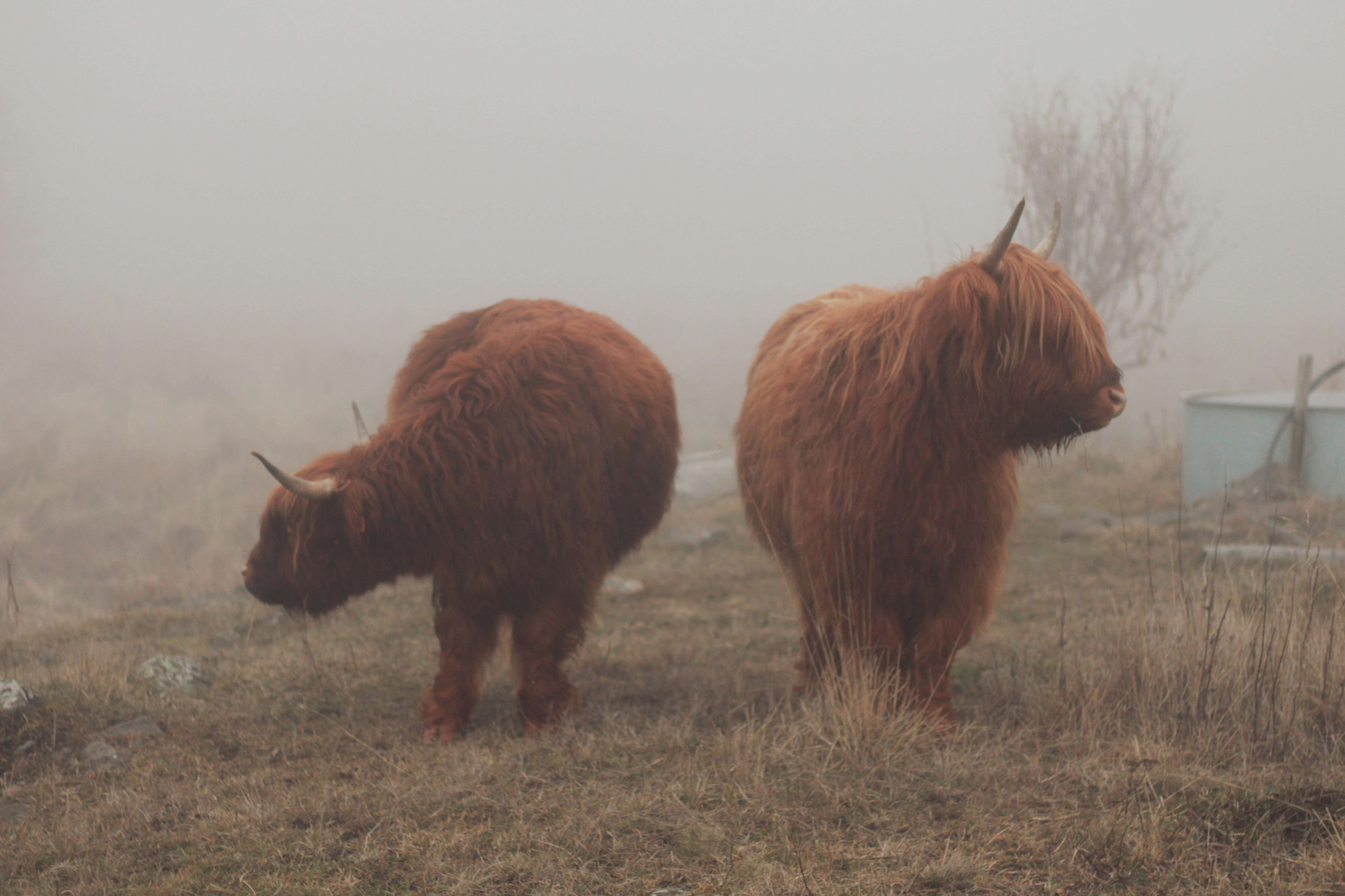 Fogbound Duo: Two Shaggy Yaks in a Quiet Field