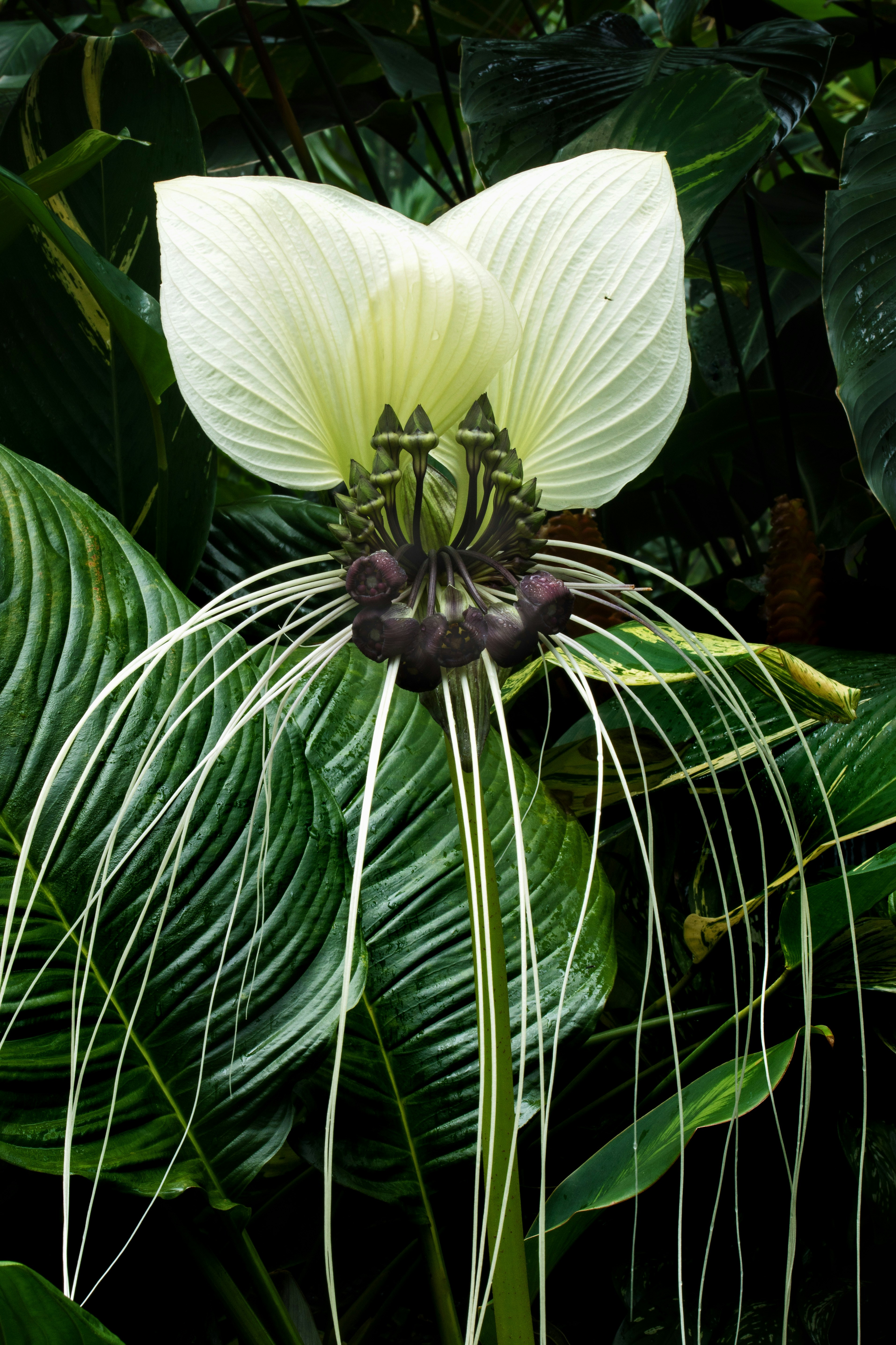 Porcelain Spider Lily: a solitary bloom weaving silk filaments through tropical greens