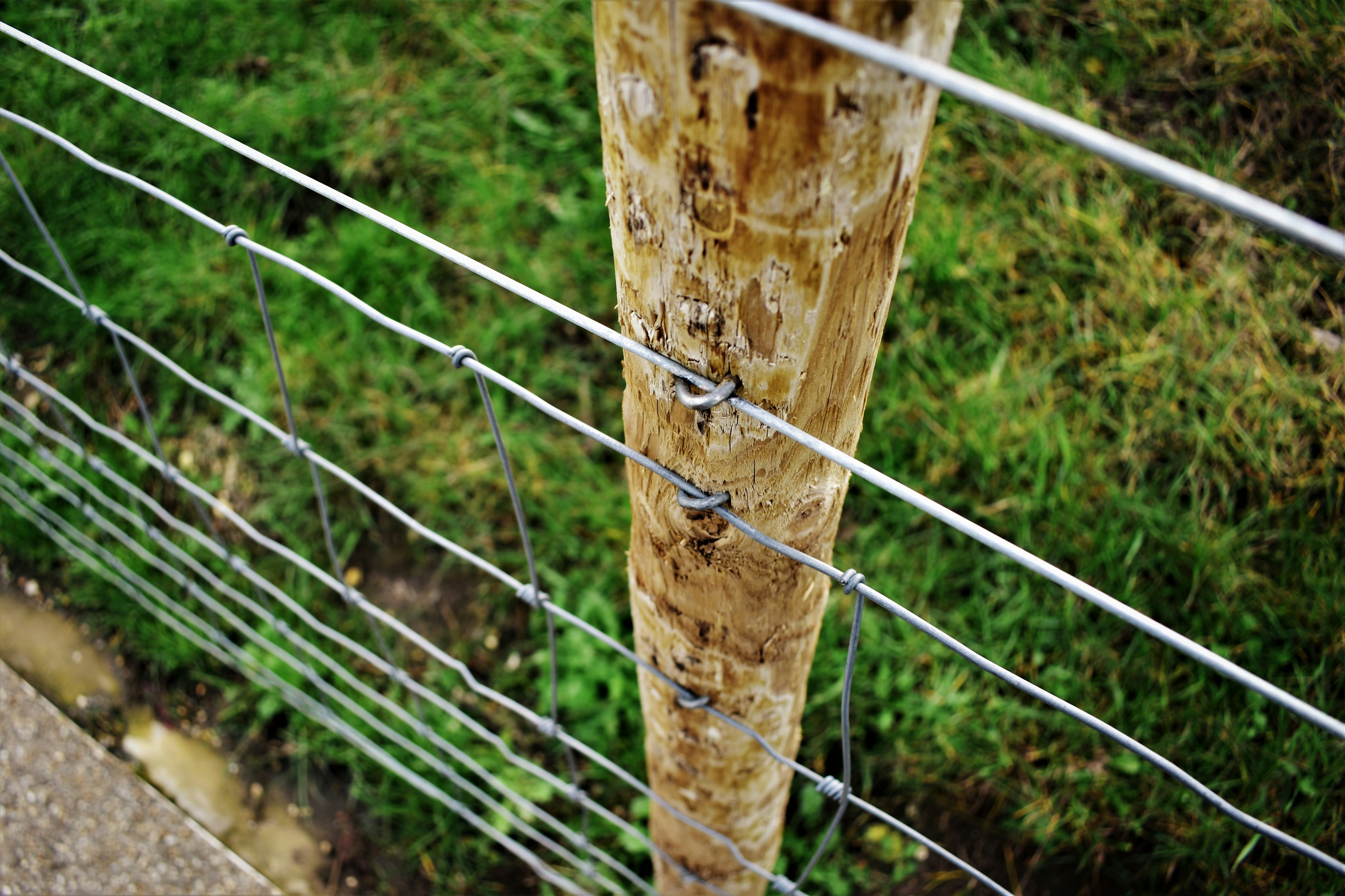 Weathered wooden fence post intertwined with barbed wire against a backdrop of lush green grass.