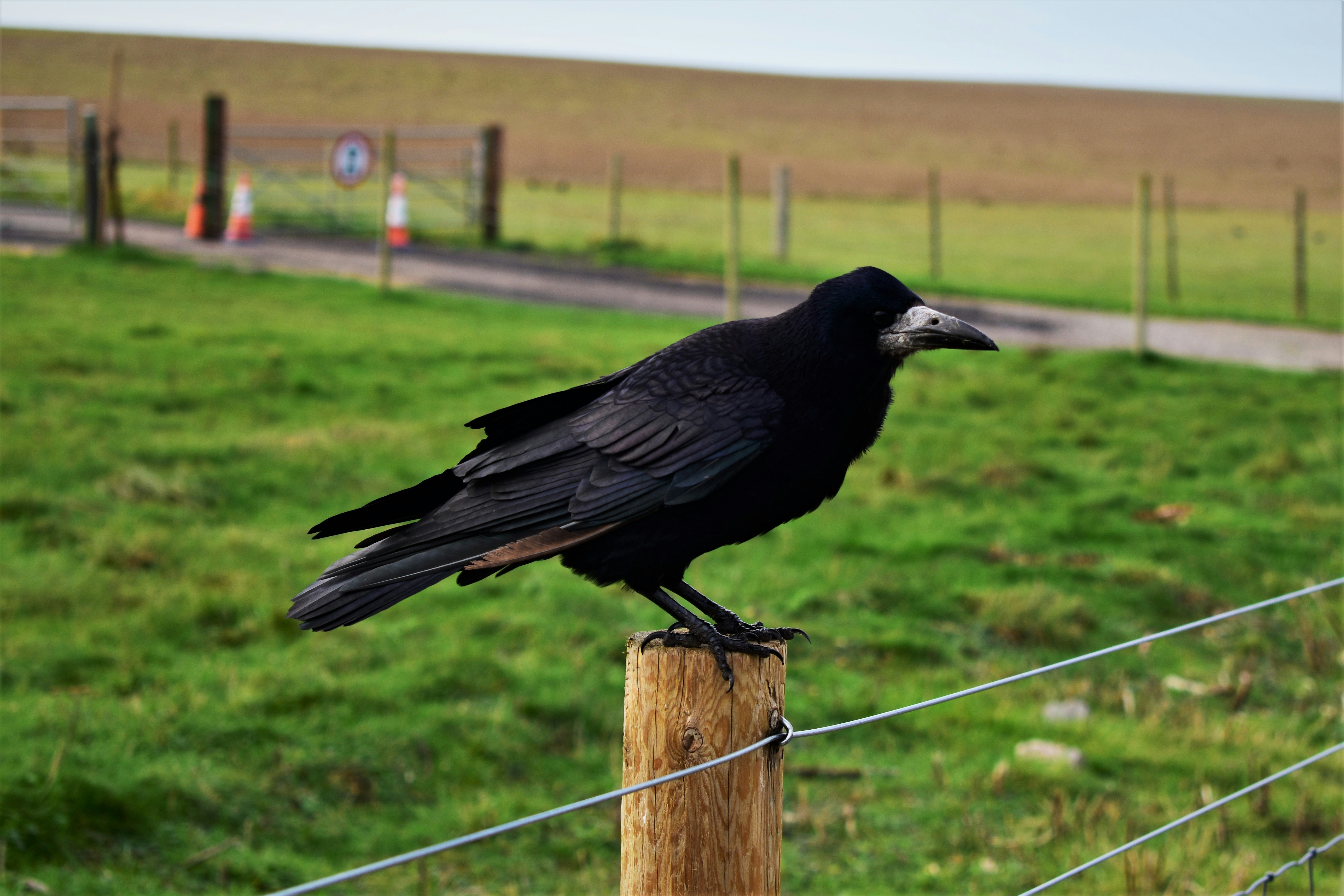 Black crow perched on a wooden post in a grassy field with a blurred fence in the background.