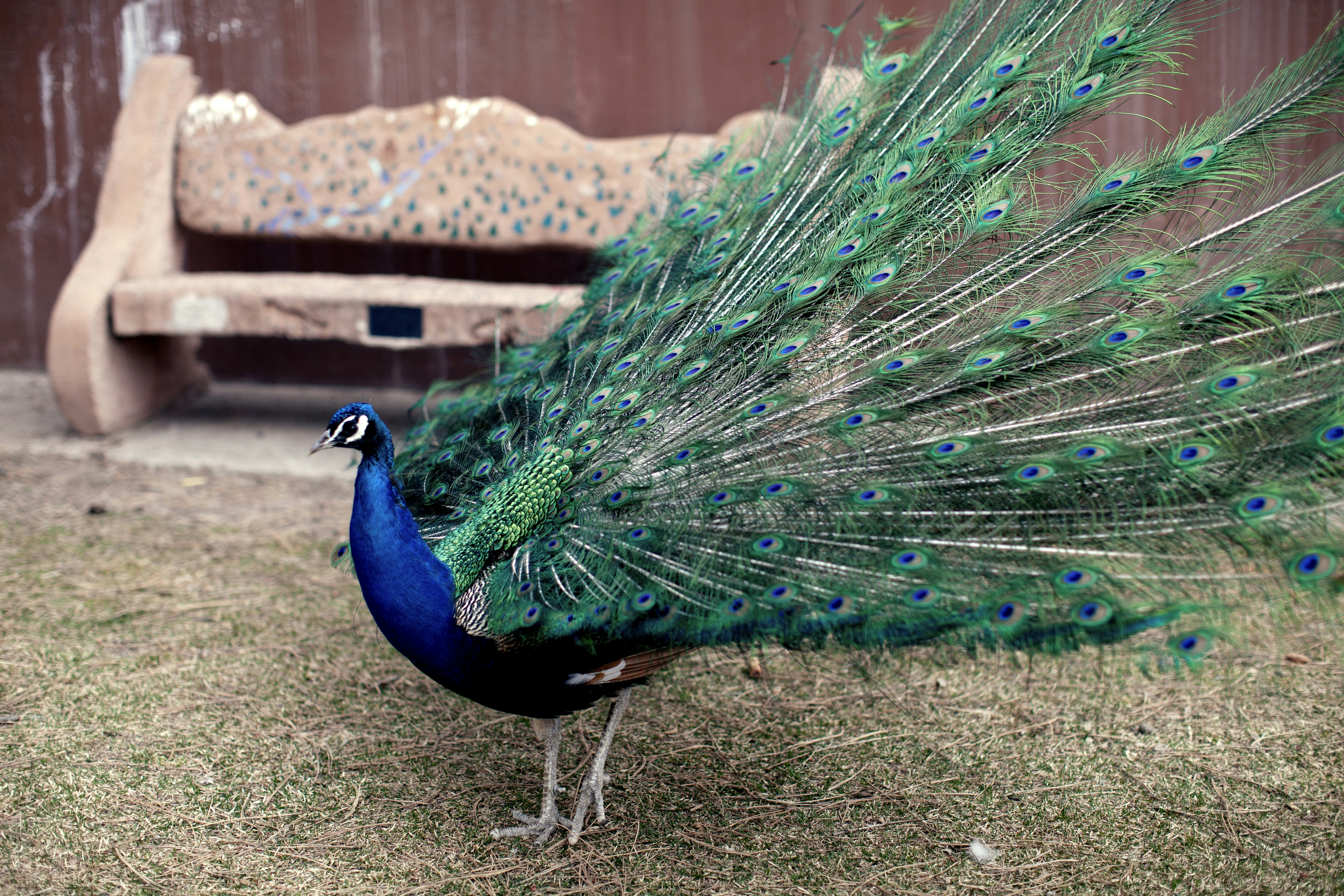 Royal Court: A peacock unfurls its sapphire train beside a weathered bench