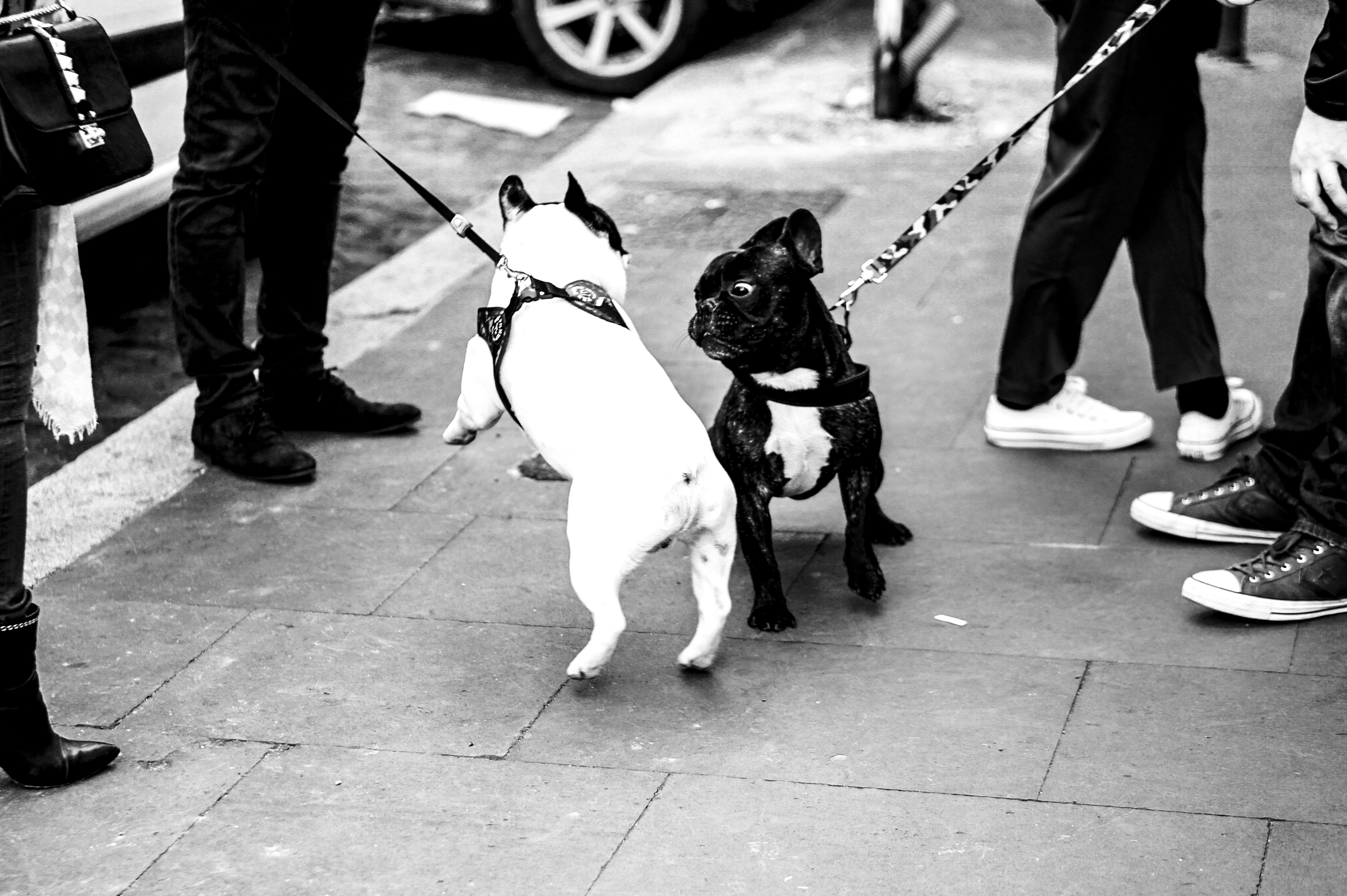 Two French Bulldogs interacting on a bustling city sidewalk, surrounded by pedestrians and parked cars.