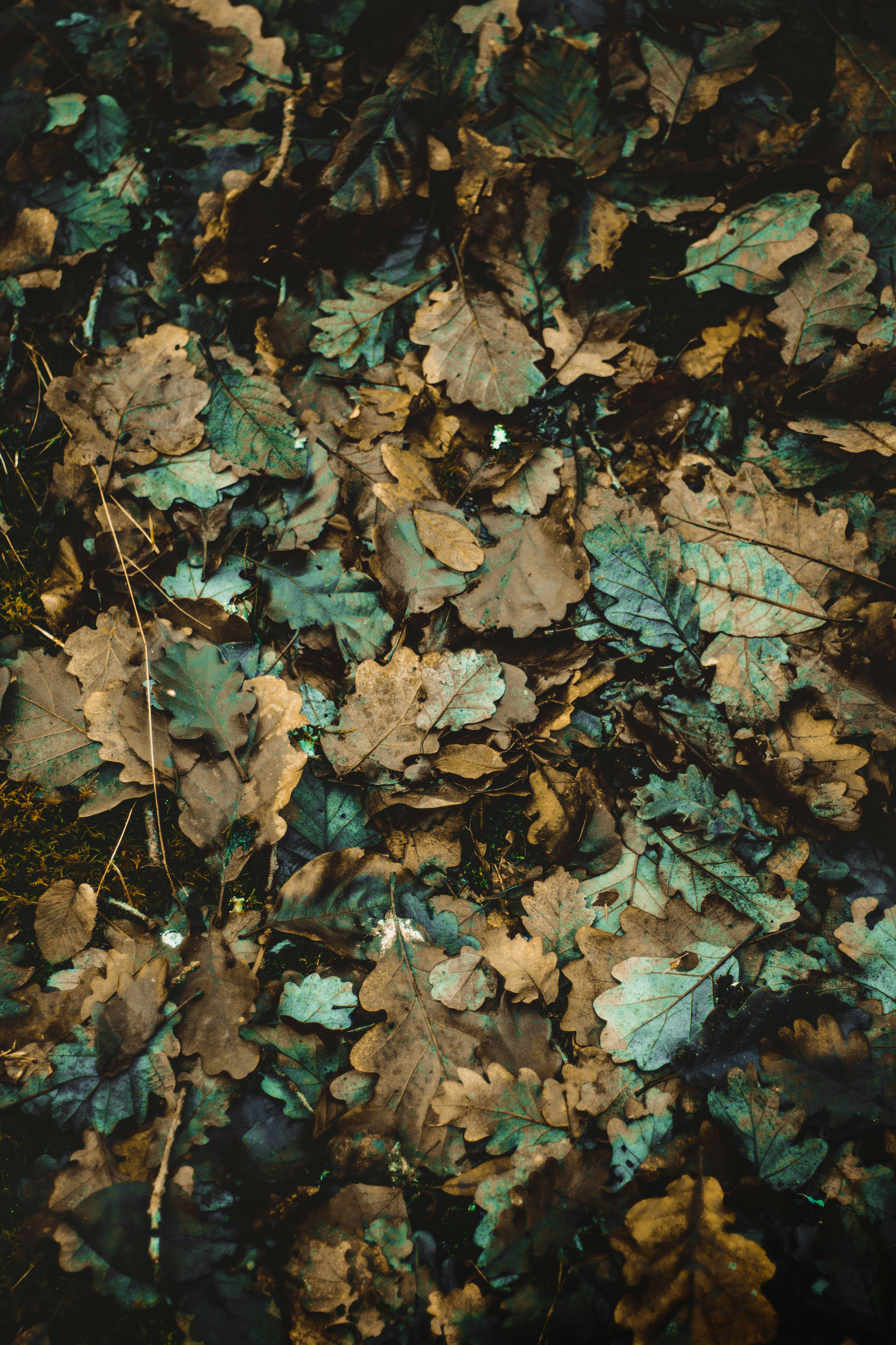 Stack of leaves photo – Free Leaf Image on Unsplash