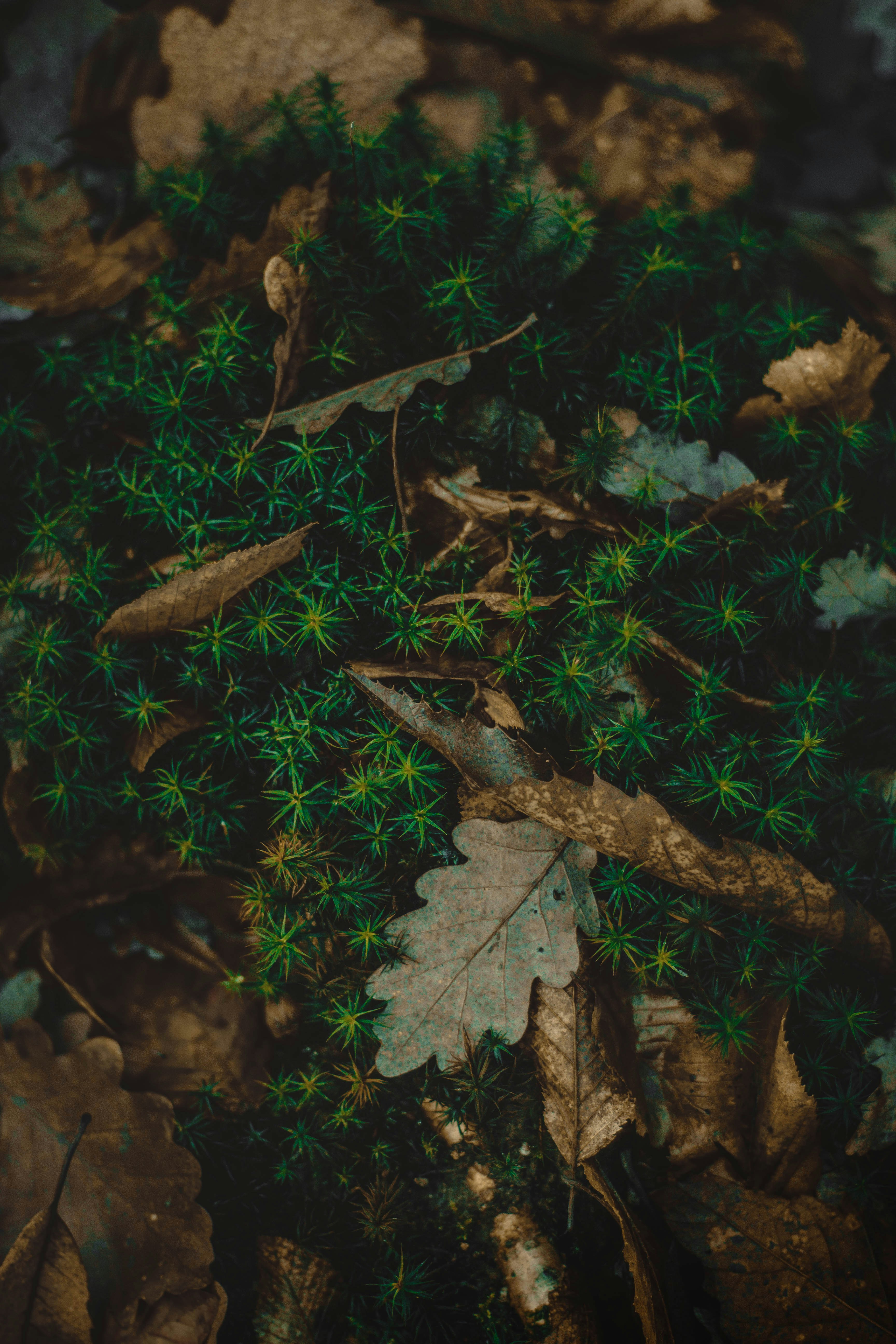 Lush green moss intertwined with dried leaves creates a textured scene on the forest floor. The interplay of colors highlights the beauty of decay and renewal.
