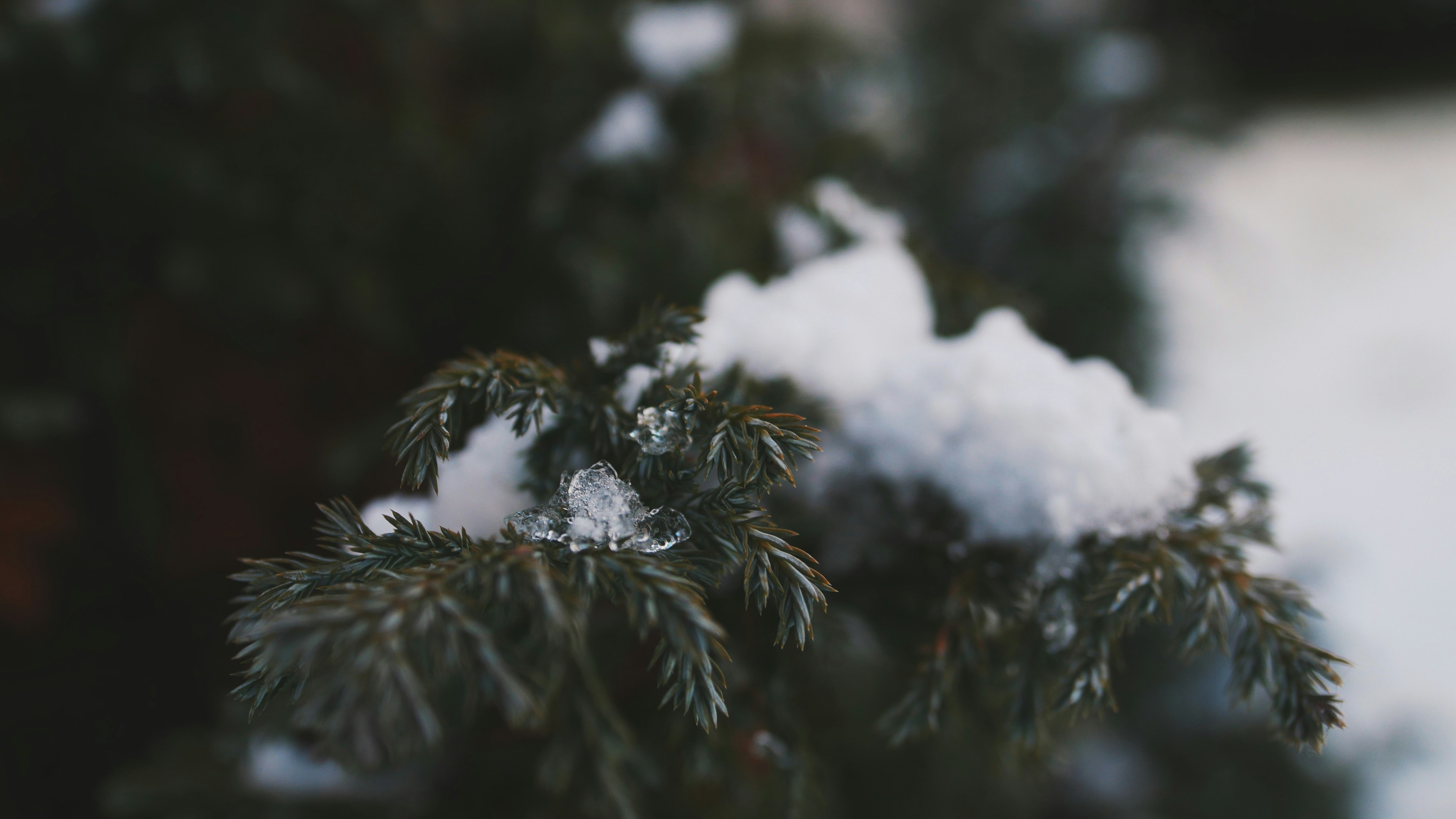 shallow focus photo of green plants