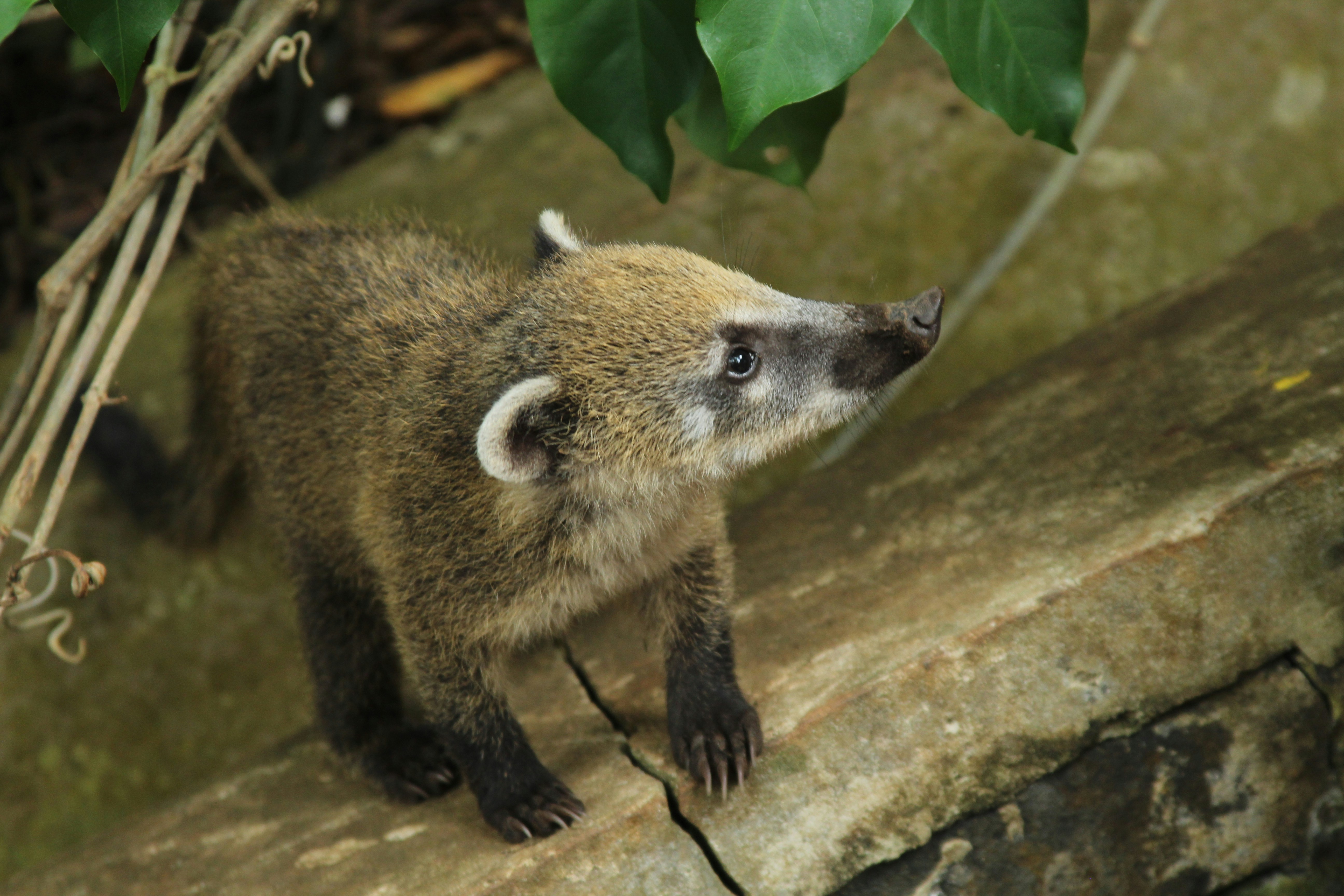 Coati Pictures | Download Free Images on Unsplash