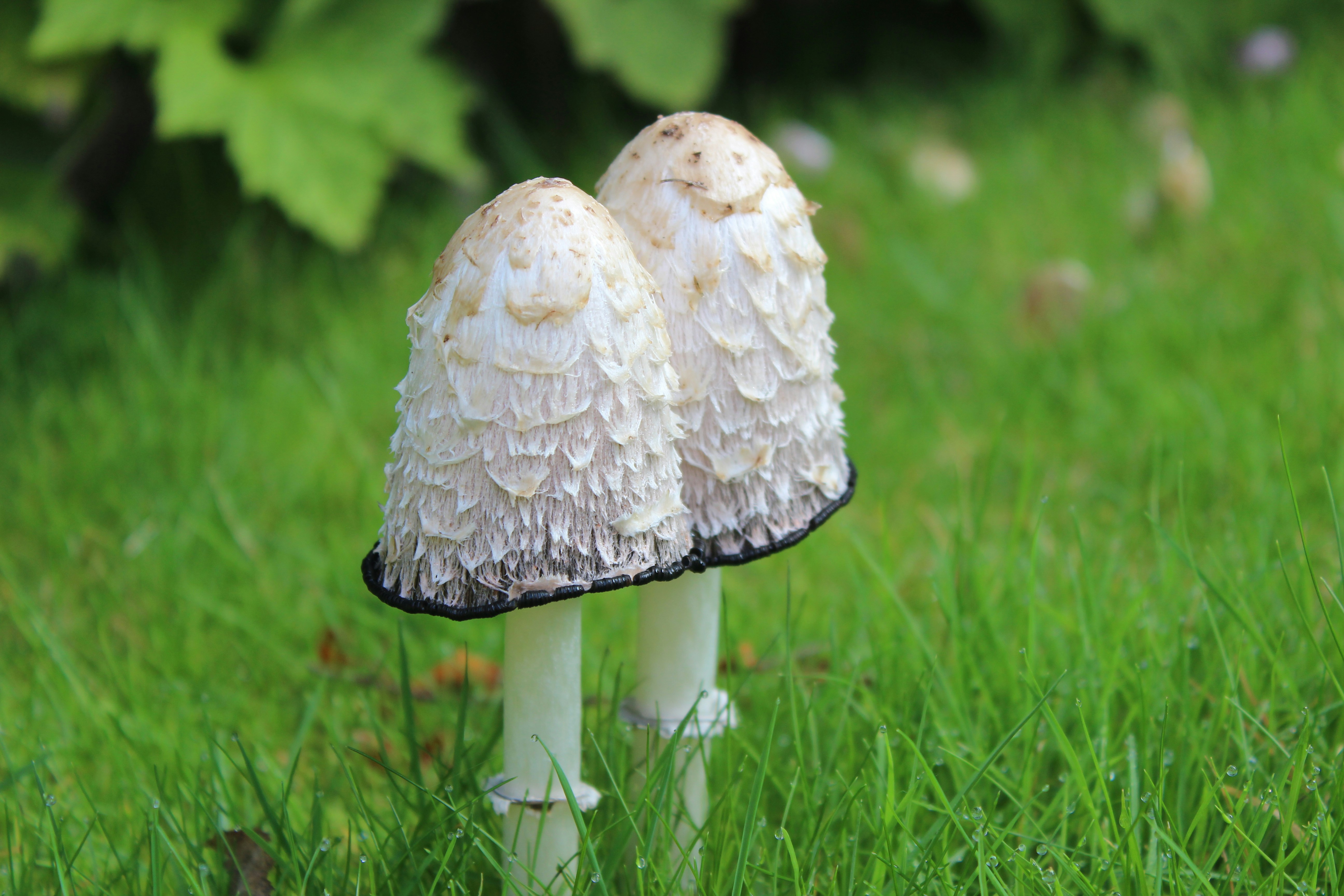 Twin Coprinus Mushrooms: Dim Edge of the Lawn