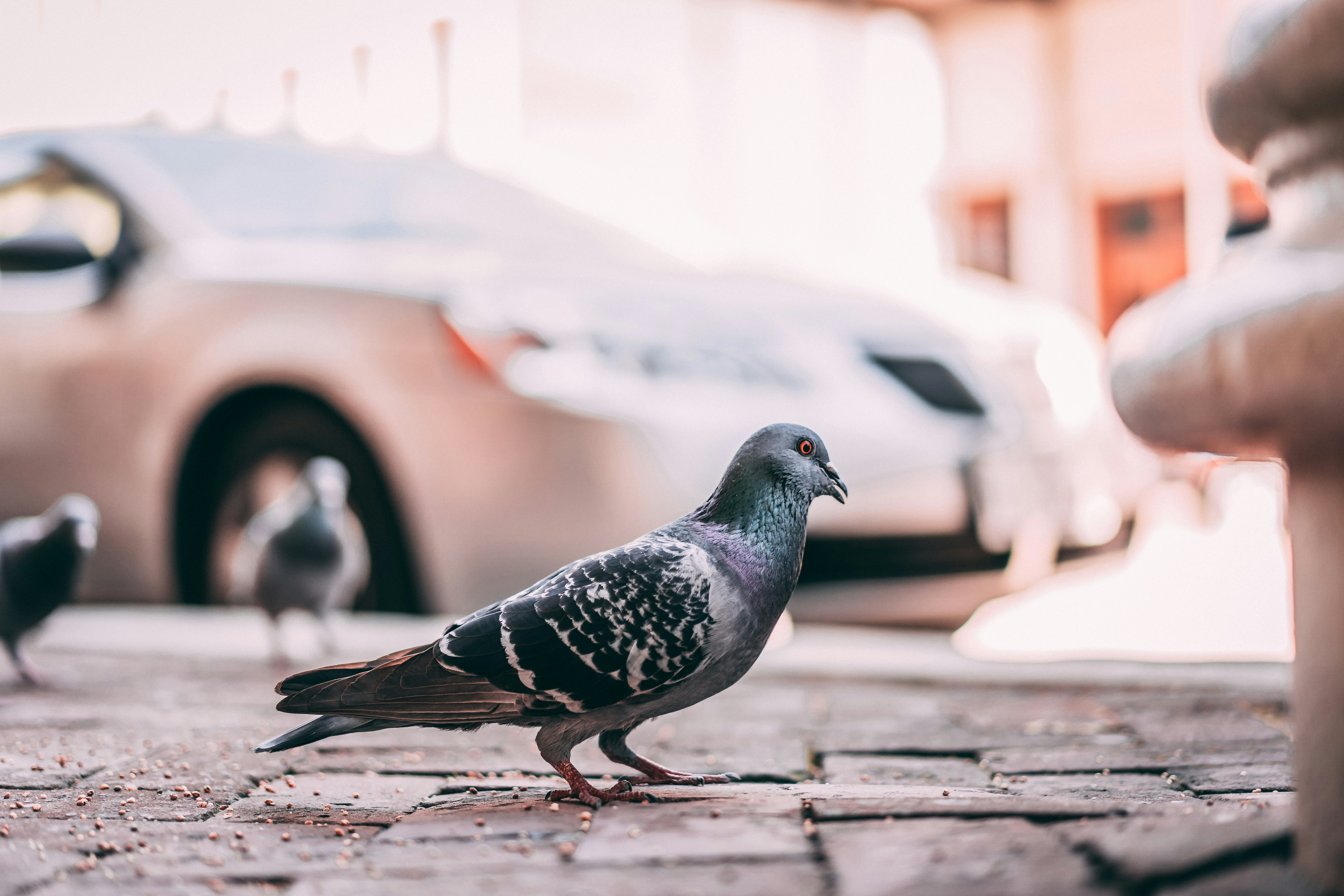 Blue bar pigeon across gray car photo – Free Bird Image on Unsplash