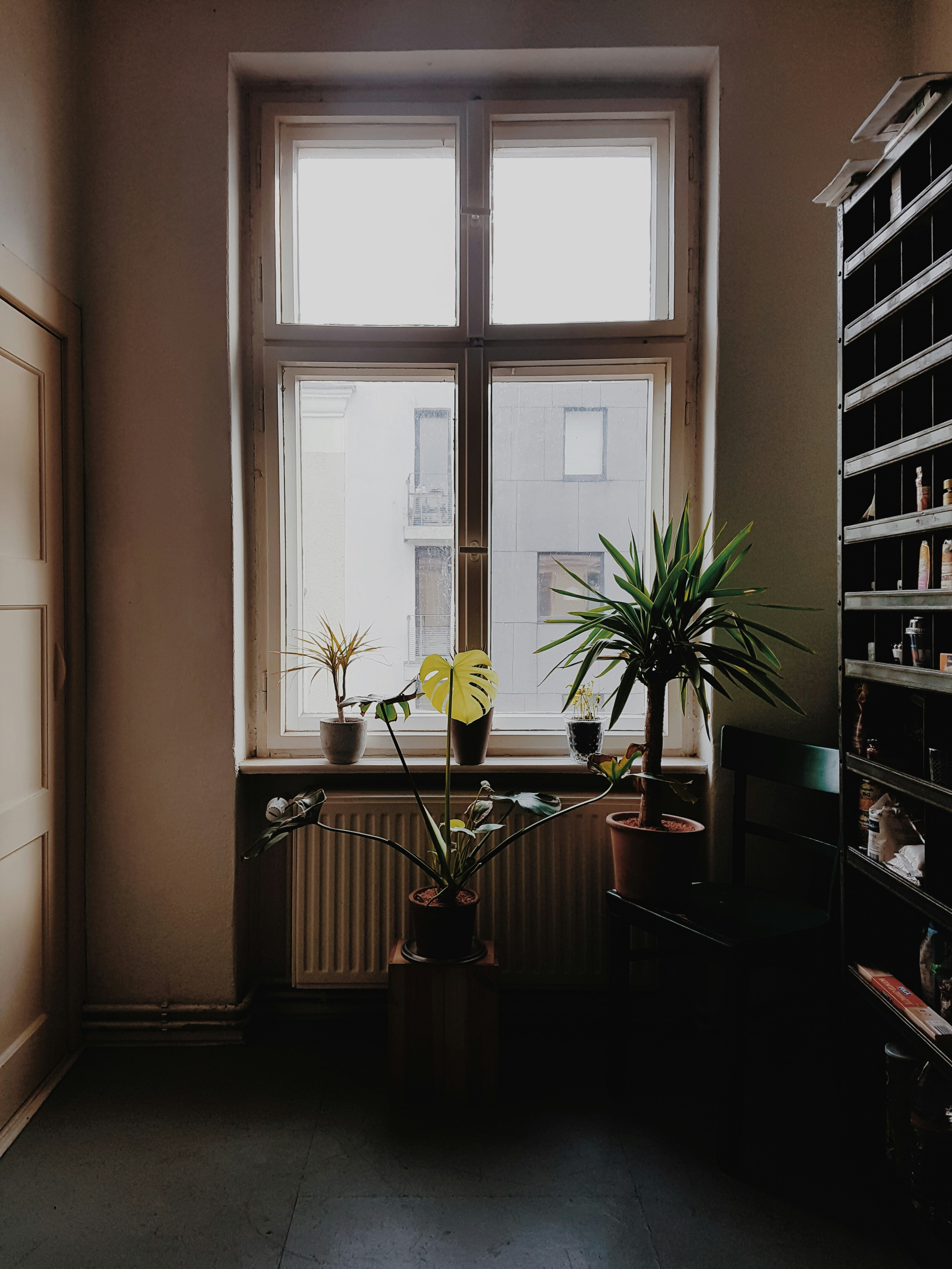 Soft daylight streams through a central window, illuminating potted plants on the sill and a shelf-filled wall in a quiet, plant-filled corner.