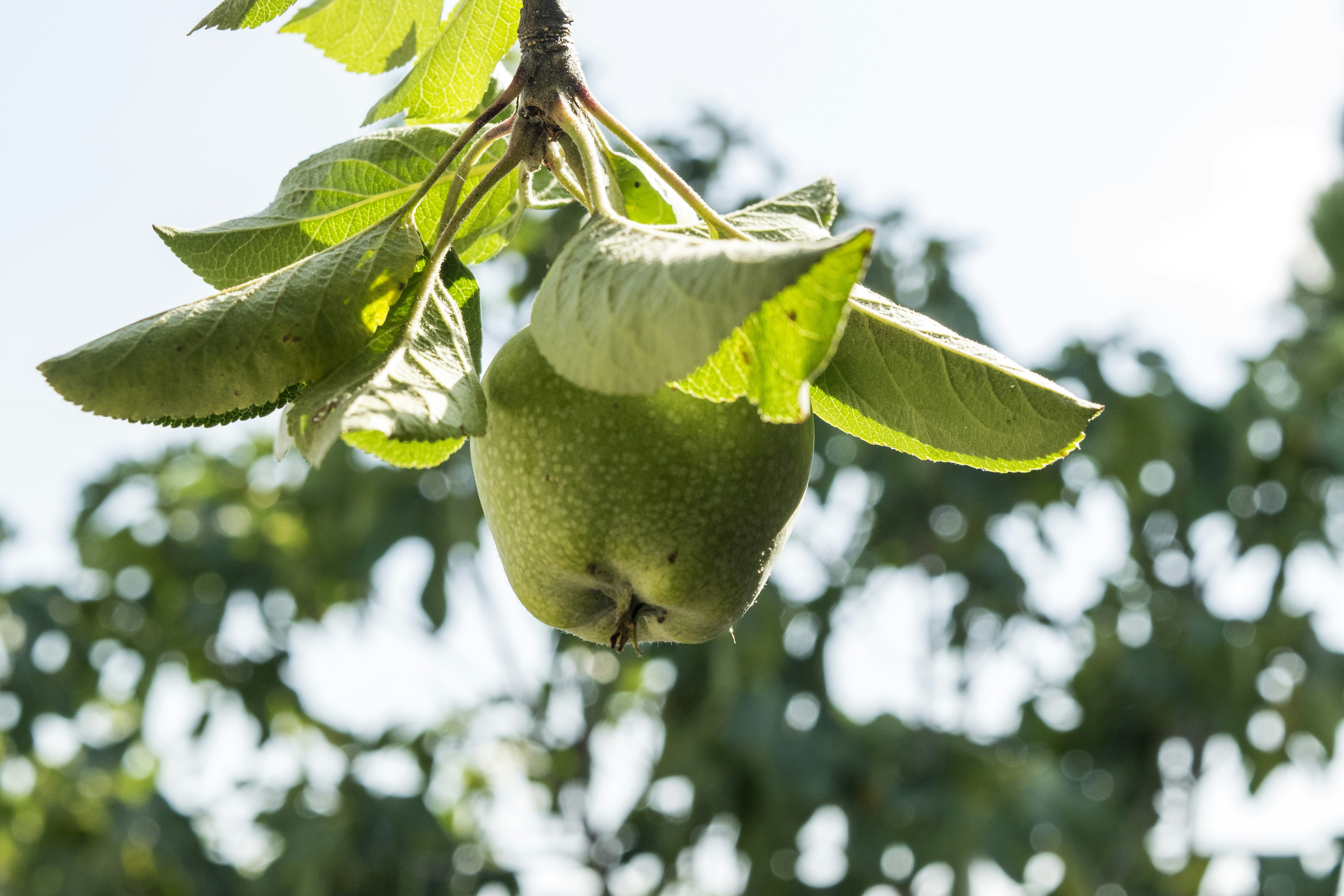 A ripe green pear hanging from a branch, surrounded by vibrant green leaves under a bright sky.