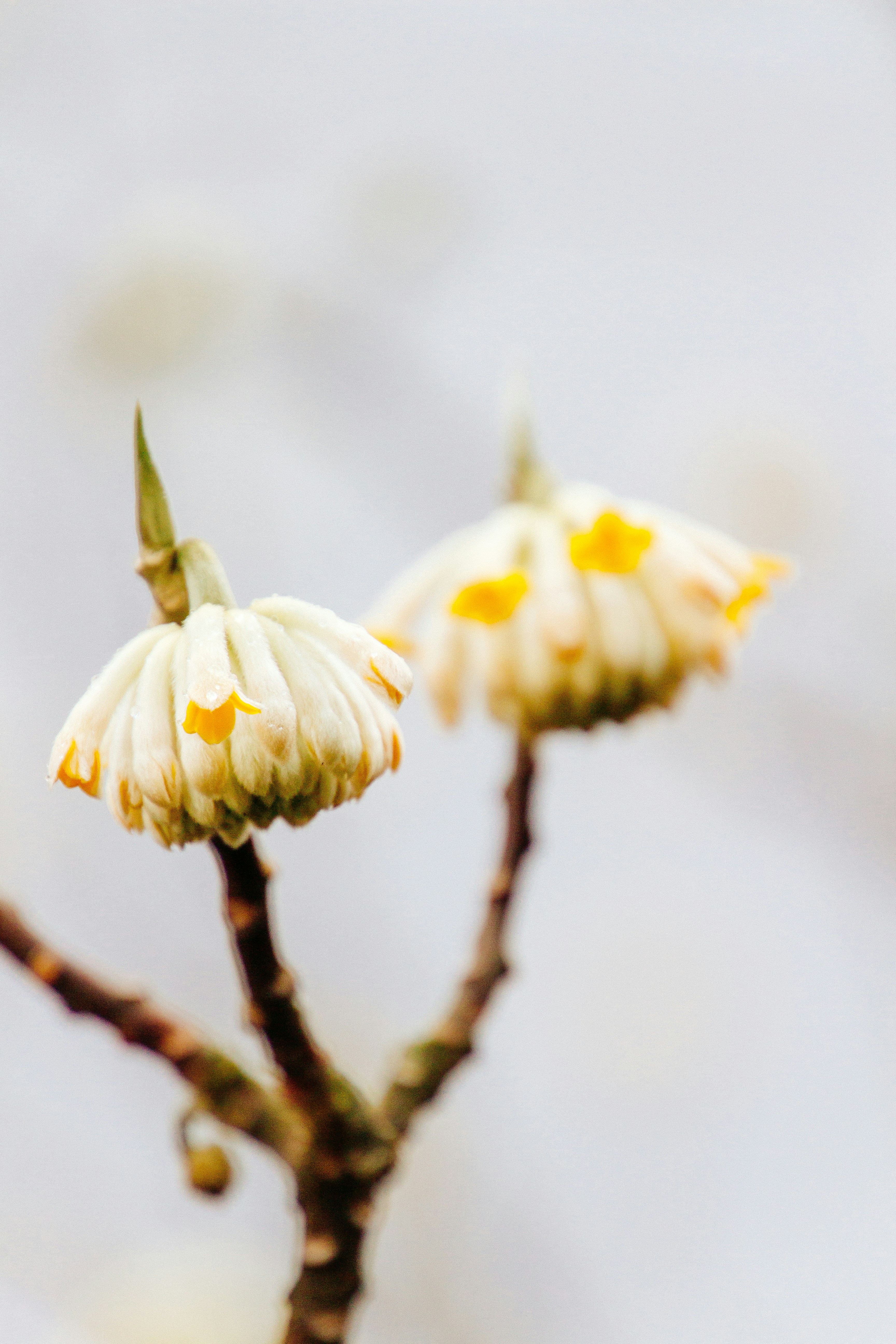Blossoms in Soft Blur: Two Umbel Crowns in Quiet Spring