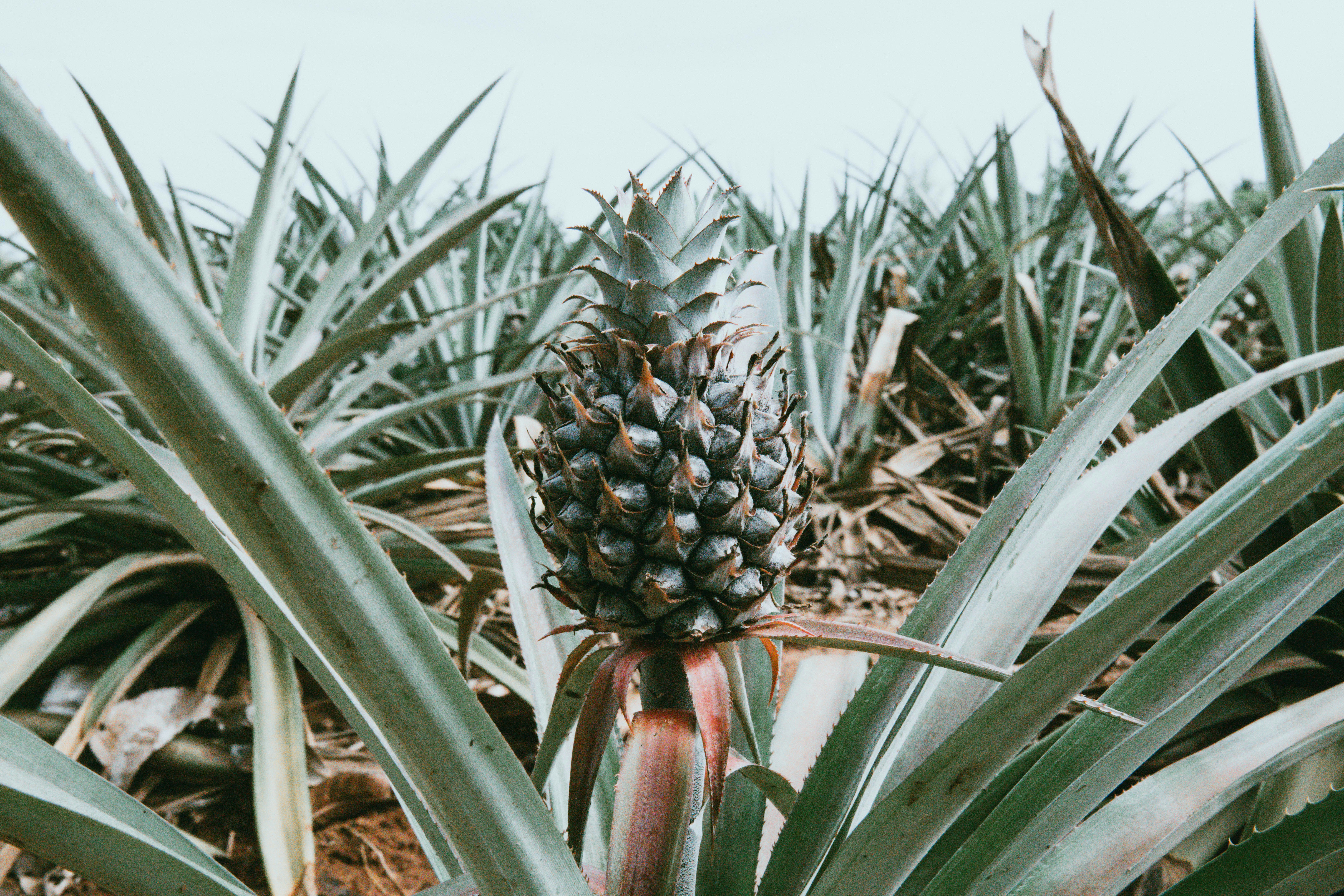 A ripe pineapple stands prominently among lush green plants, showcasing its unique texture and color. The scene captures the essence of agricultural abundance.
