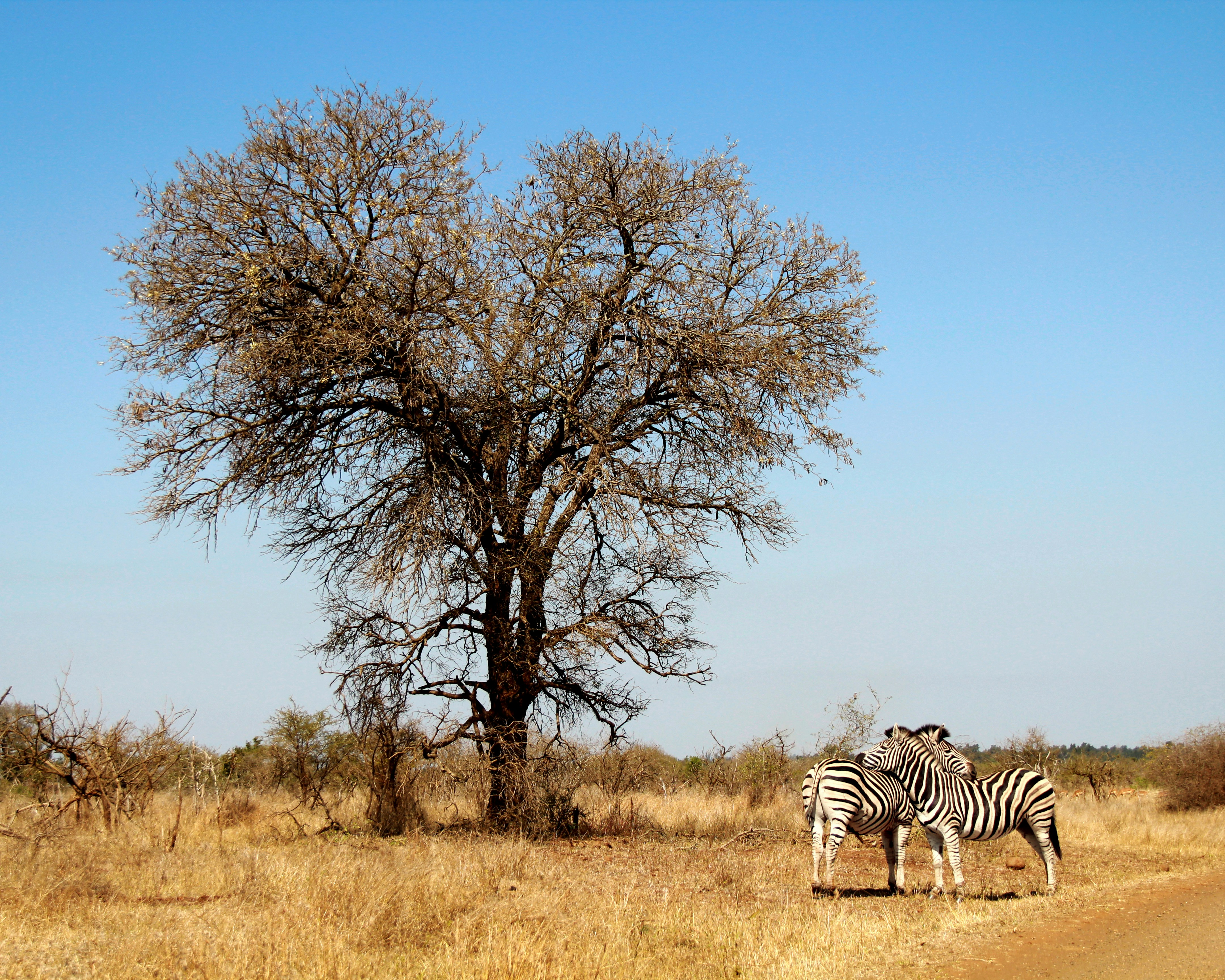 Two zebras nuzzle near a large, leafless tree in a sunlit savanna, surrounded by dry grass and sparse vegetation.