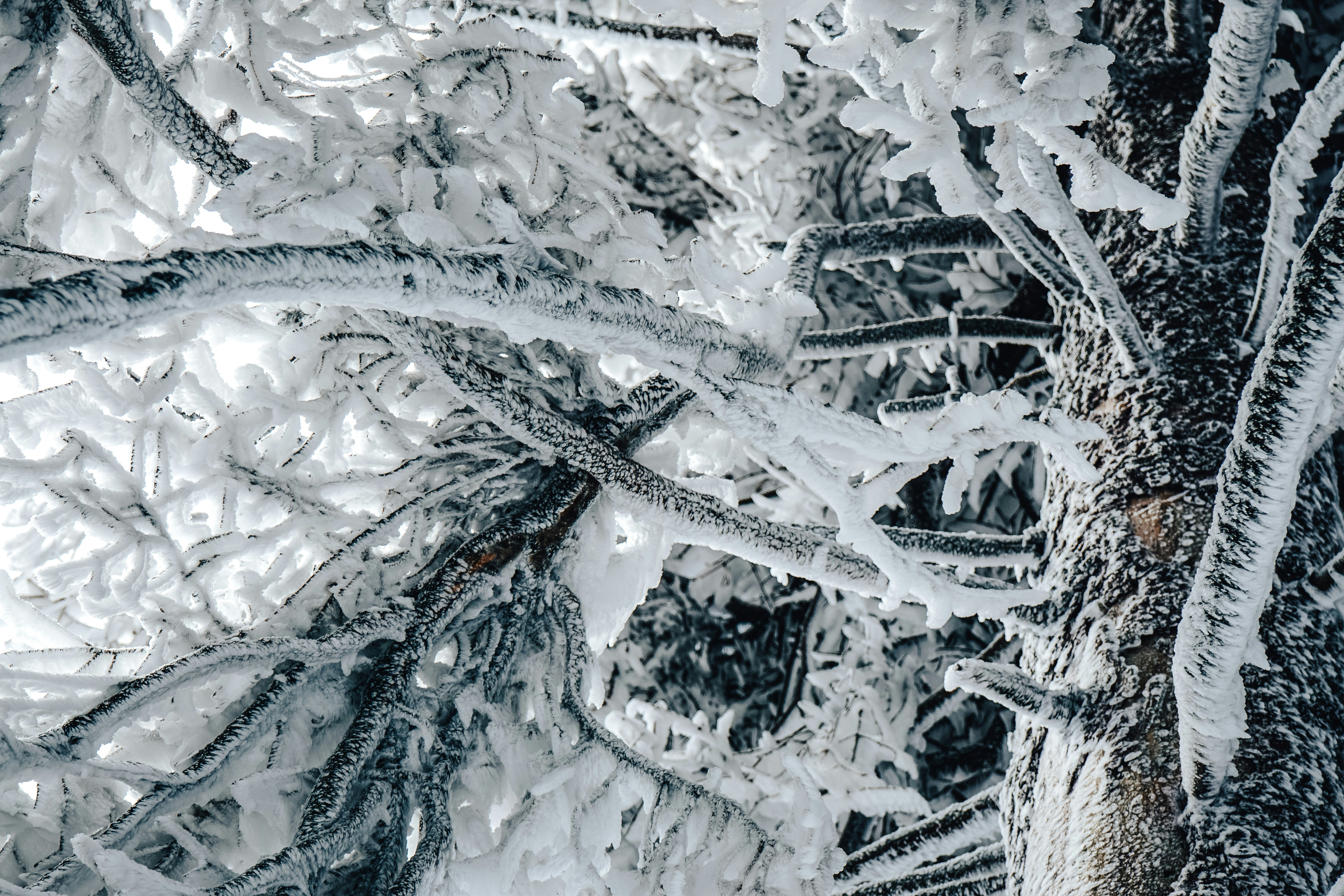Frozen Forest Pictures | Download Free Images on Unsplash