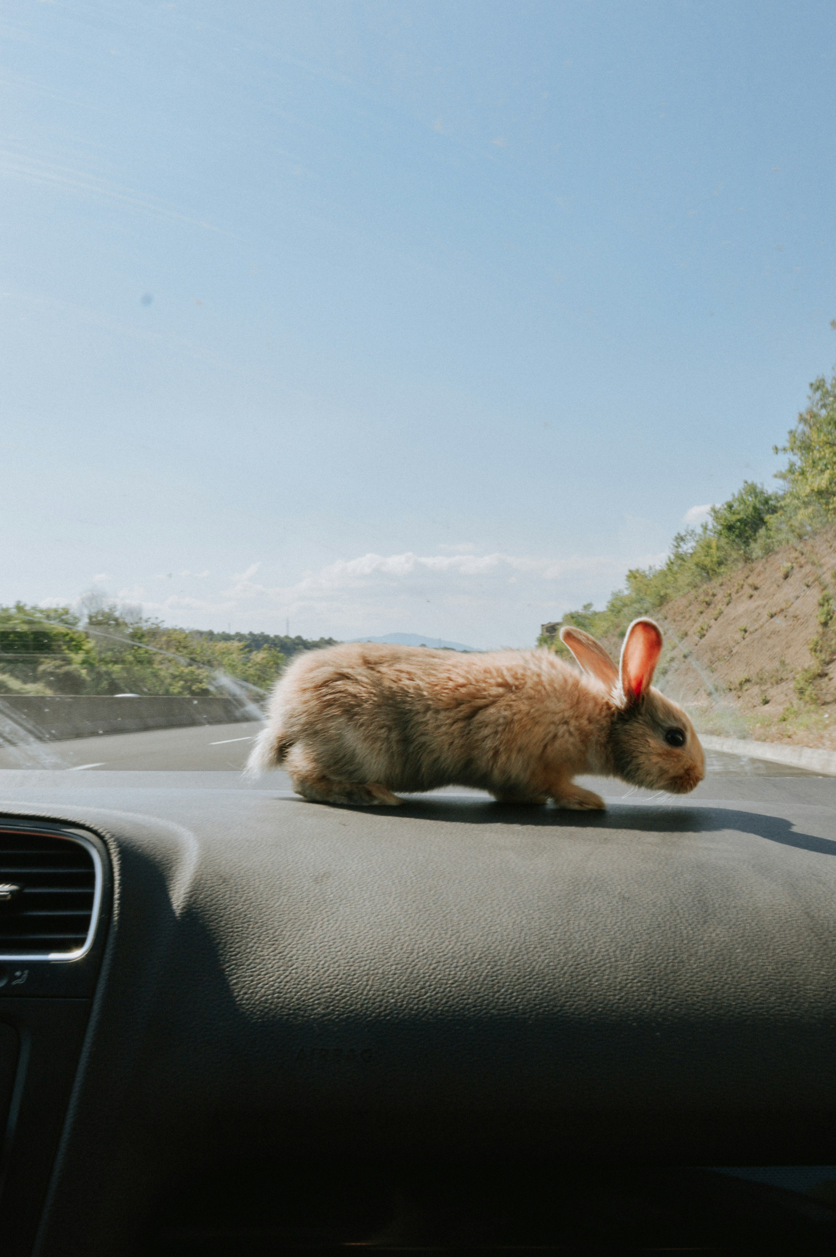 Fluffy rabbit exploring the dashboard of a car against a backdrop of a scenic landscape.