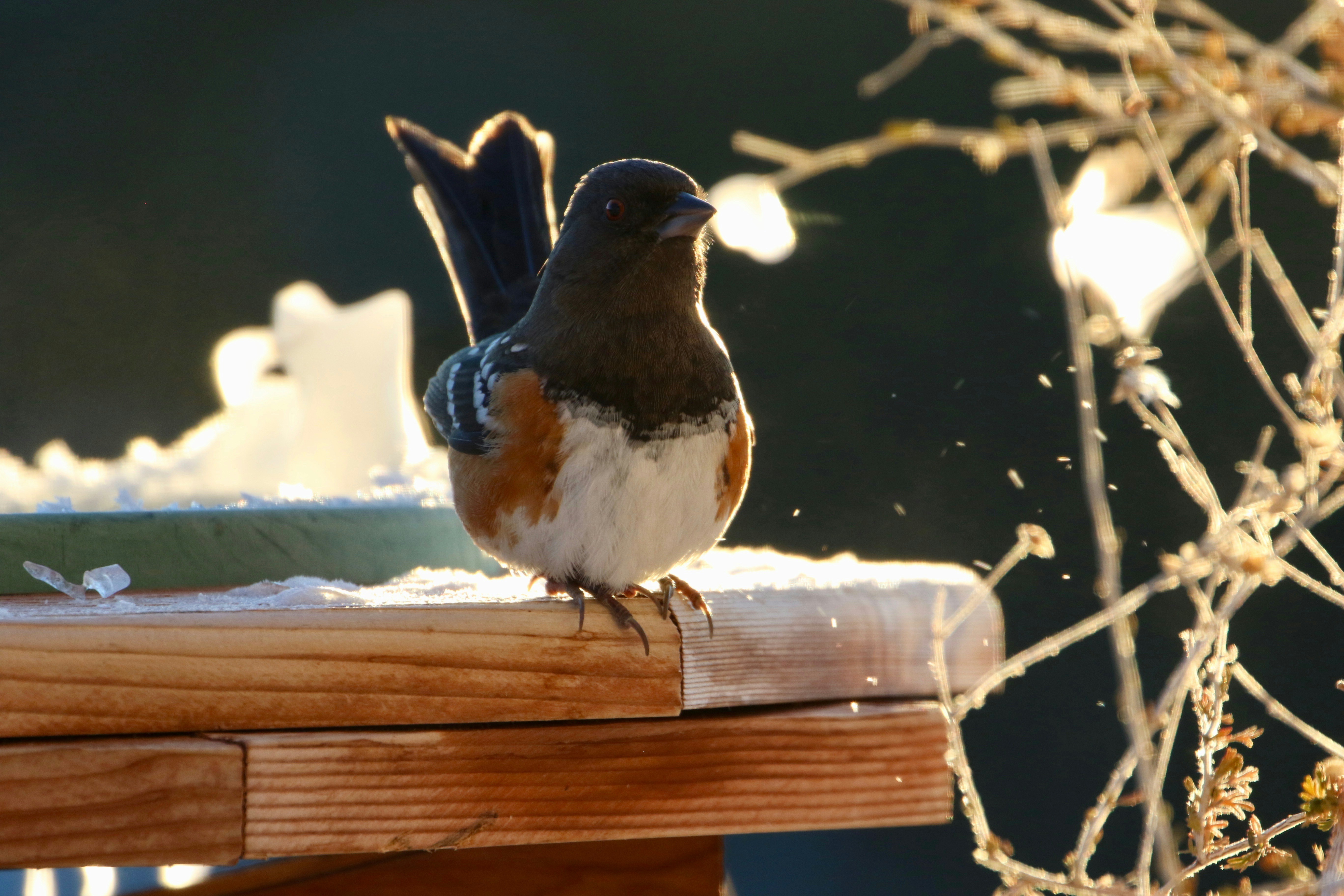 Spotted Towhee perched on a wooden platform, illuminated by soft morning light, surrounded by glistening snowflakes.