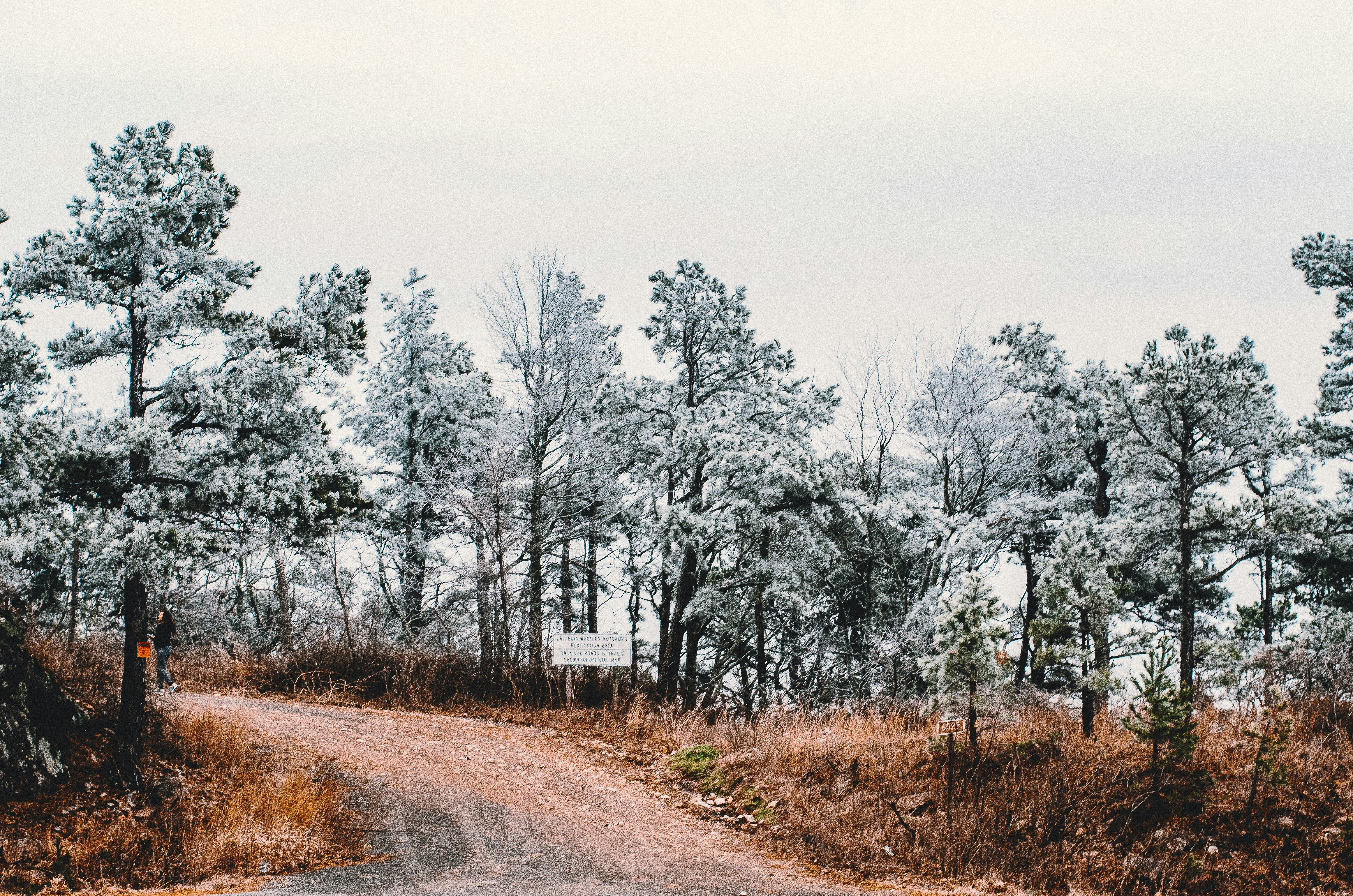 Frostbound Lane: A Dirt Road Reaches a Hidden Cabin Through Snow-Glazed Pines
