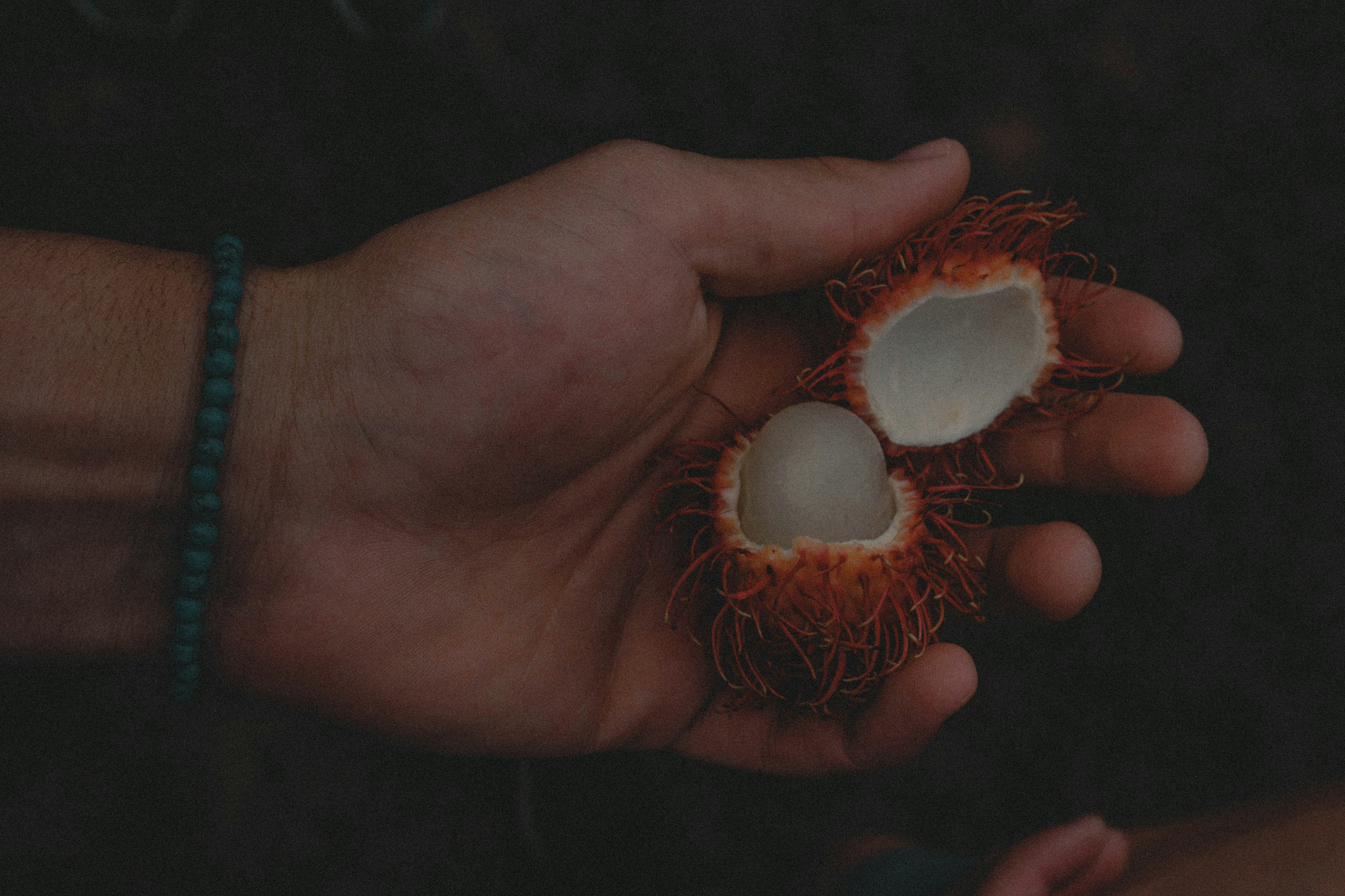 Open rambutan fruit in a hand, showcasing its unique texture and translucent flesh.