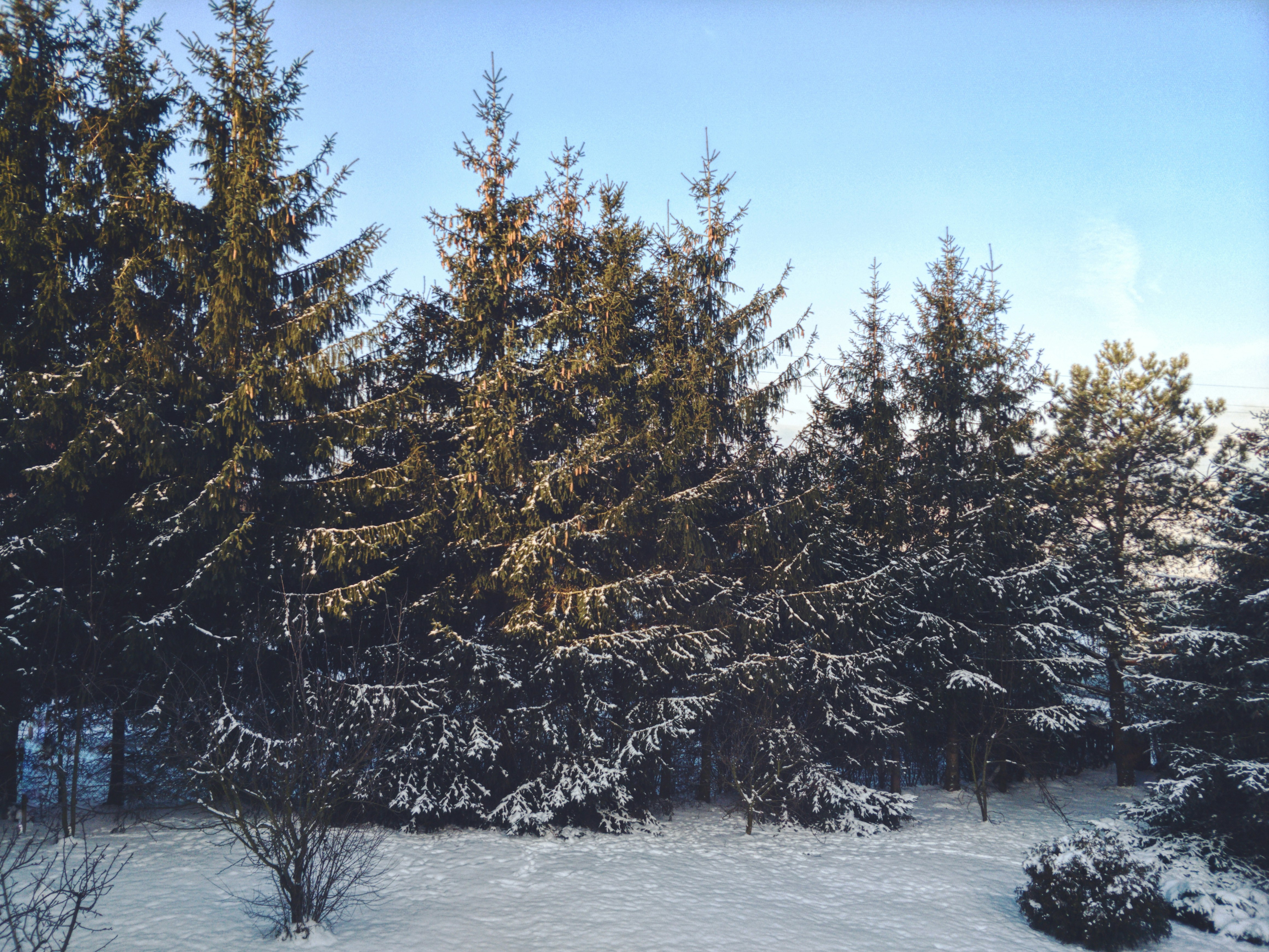 Snow-covered pines line a frosty clearing beneath a crisp blue winter sky, captured in a quiet landscape photograph.