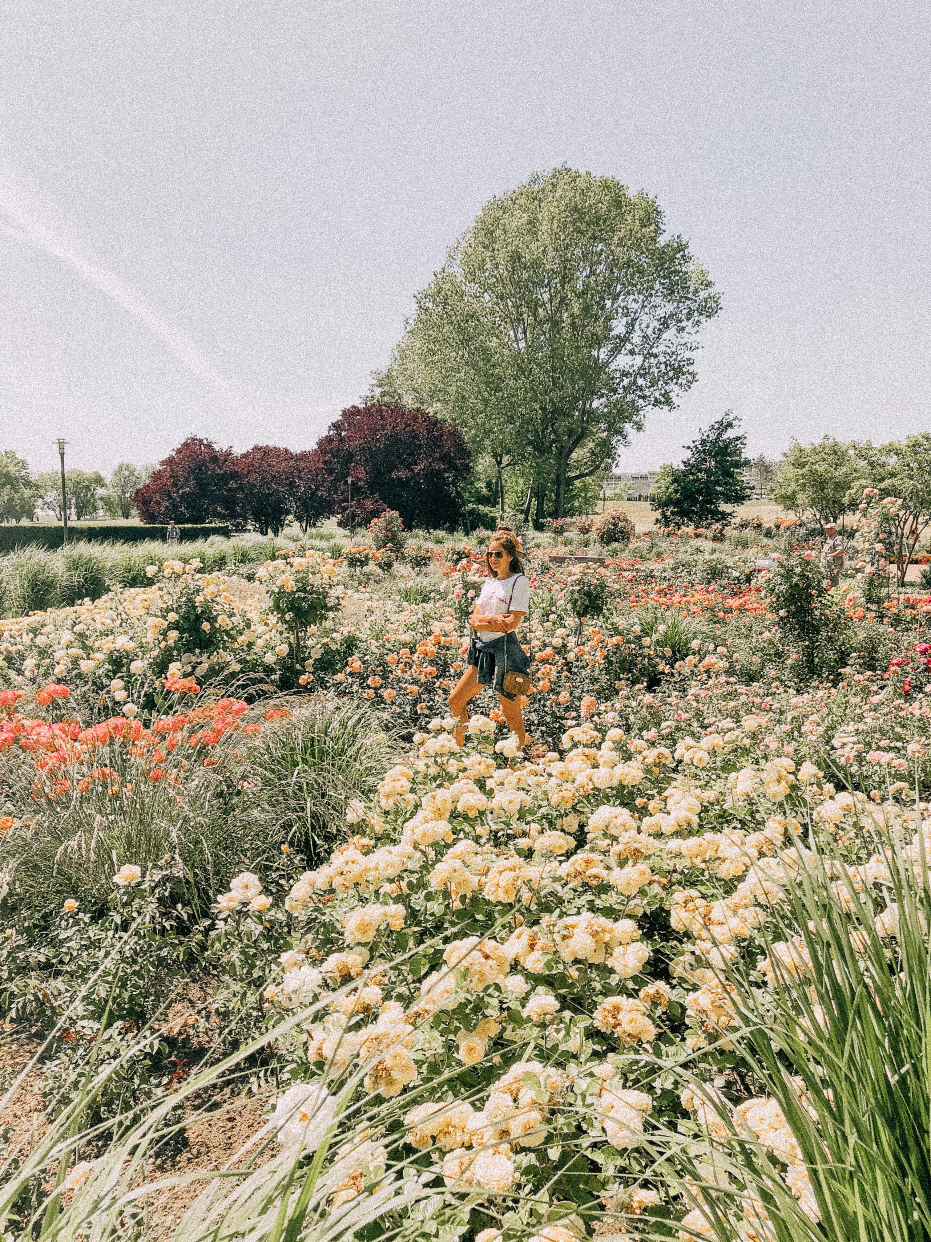 Woman standing among vibrant rose bushes in a lush garden, surrounded by a variety of colorful blooms.